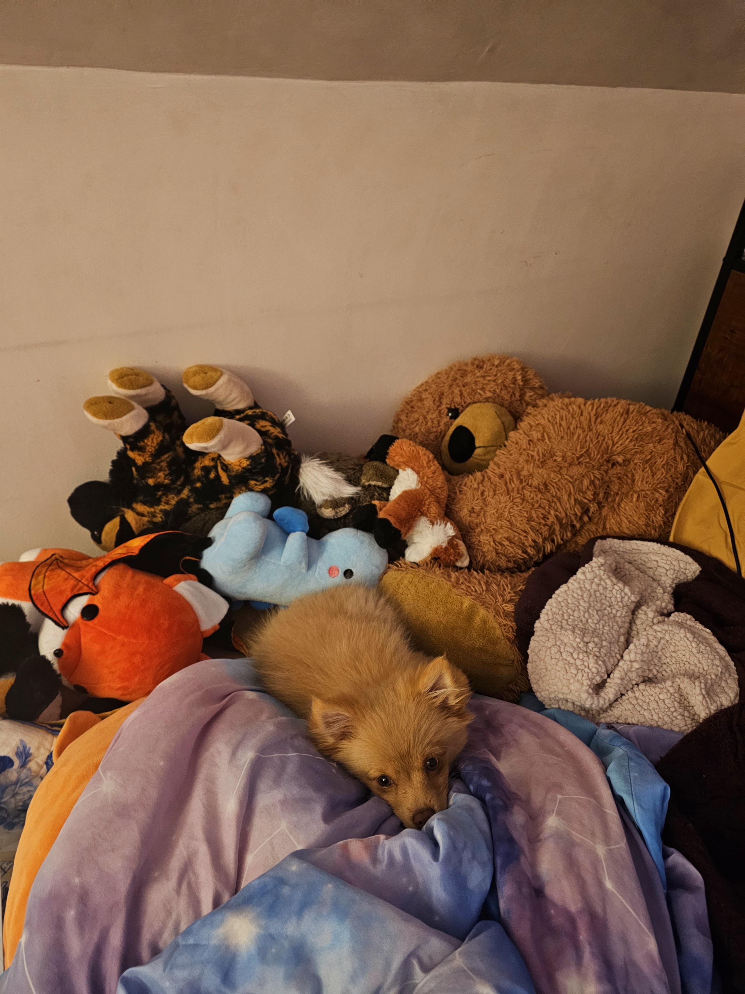 There's an imposter in the stuffed animals! | Scrolller