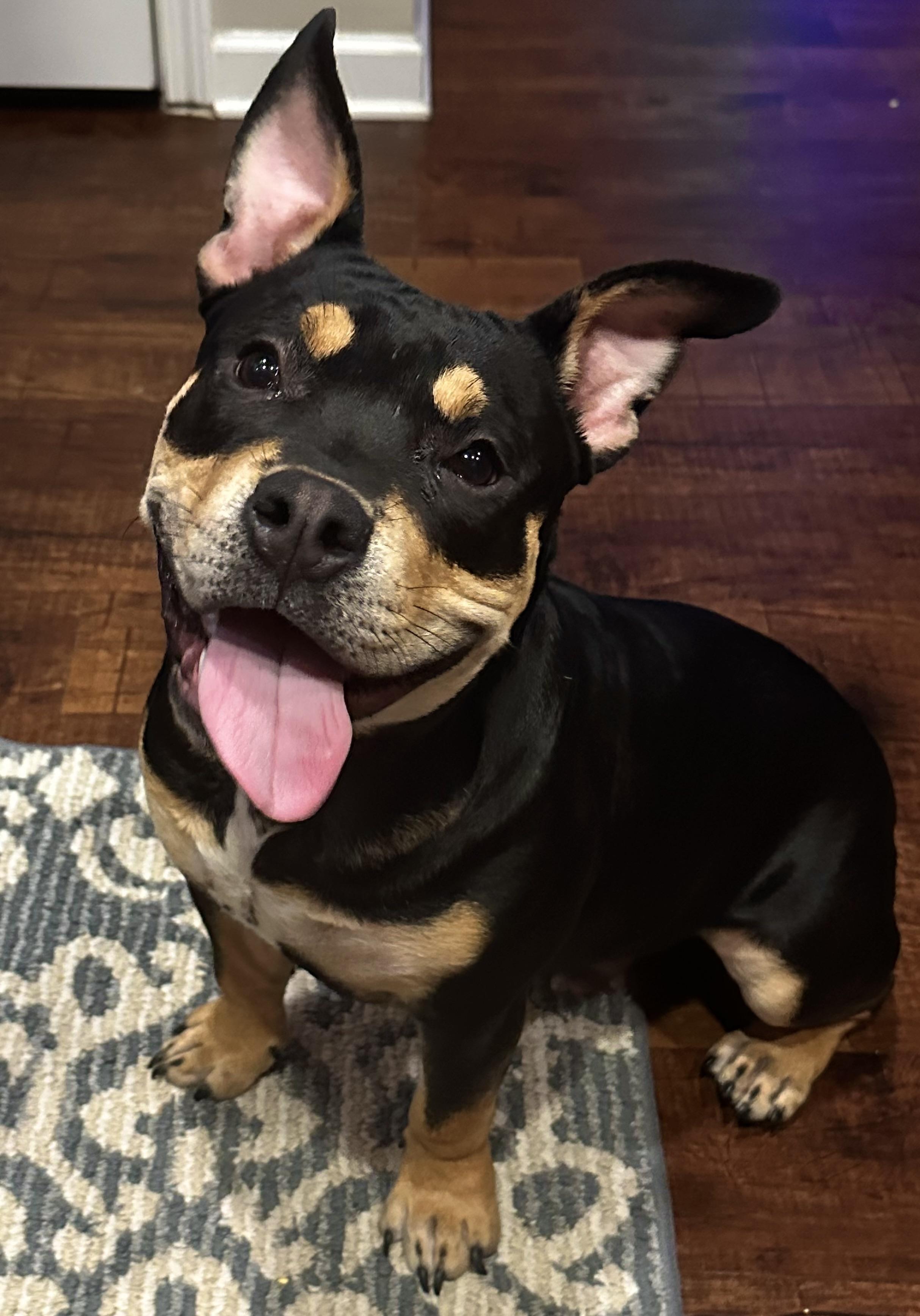 This is Chip but I call him Chippendale ️ | Scrolller