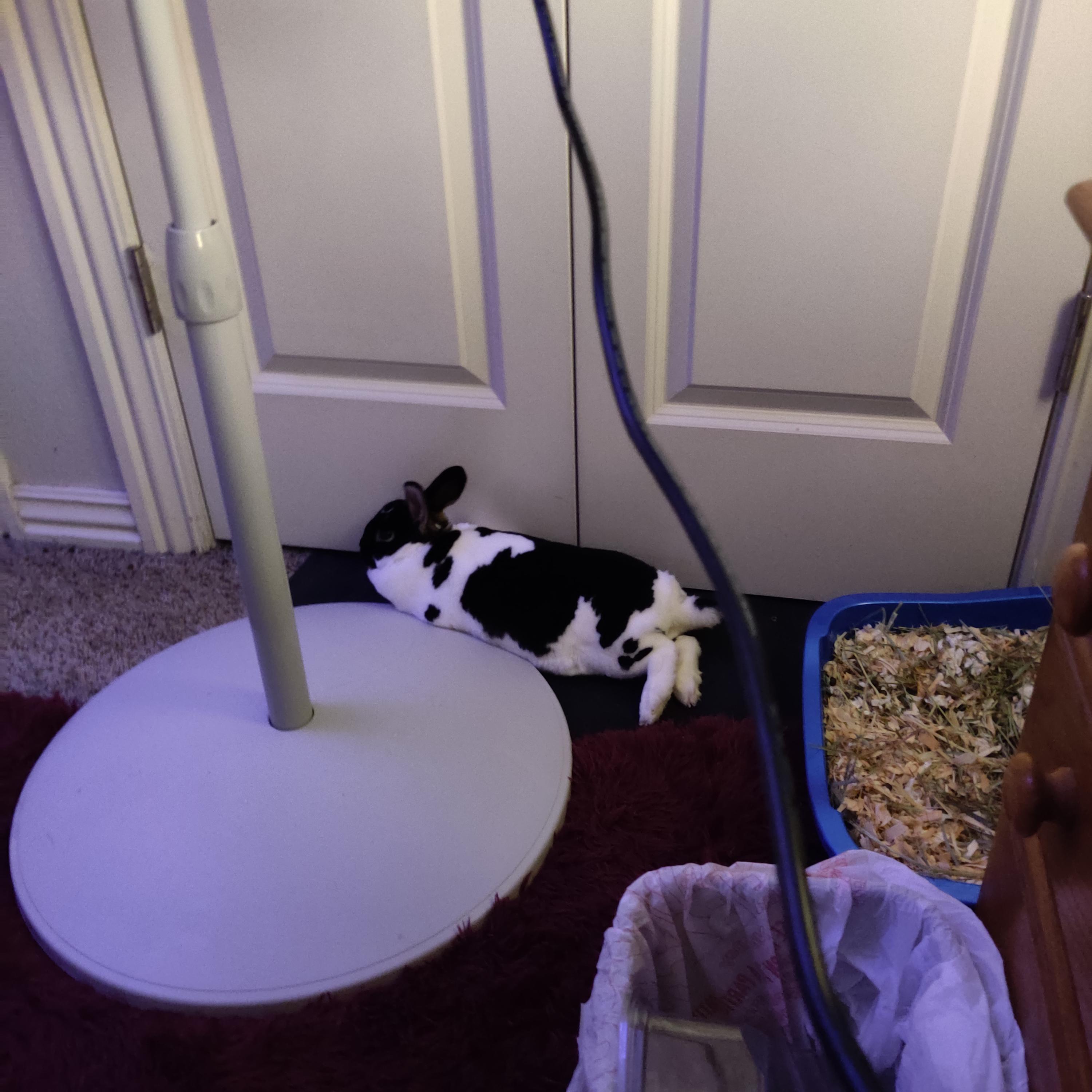 My beautiful bun bun | Scrolller