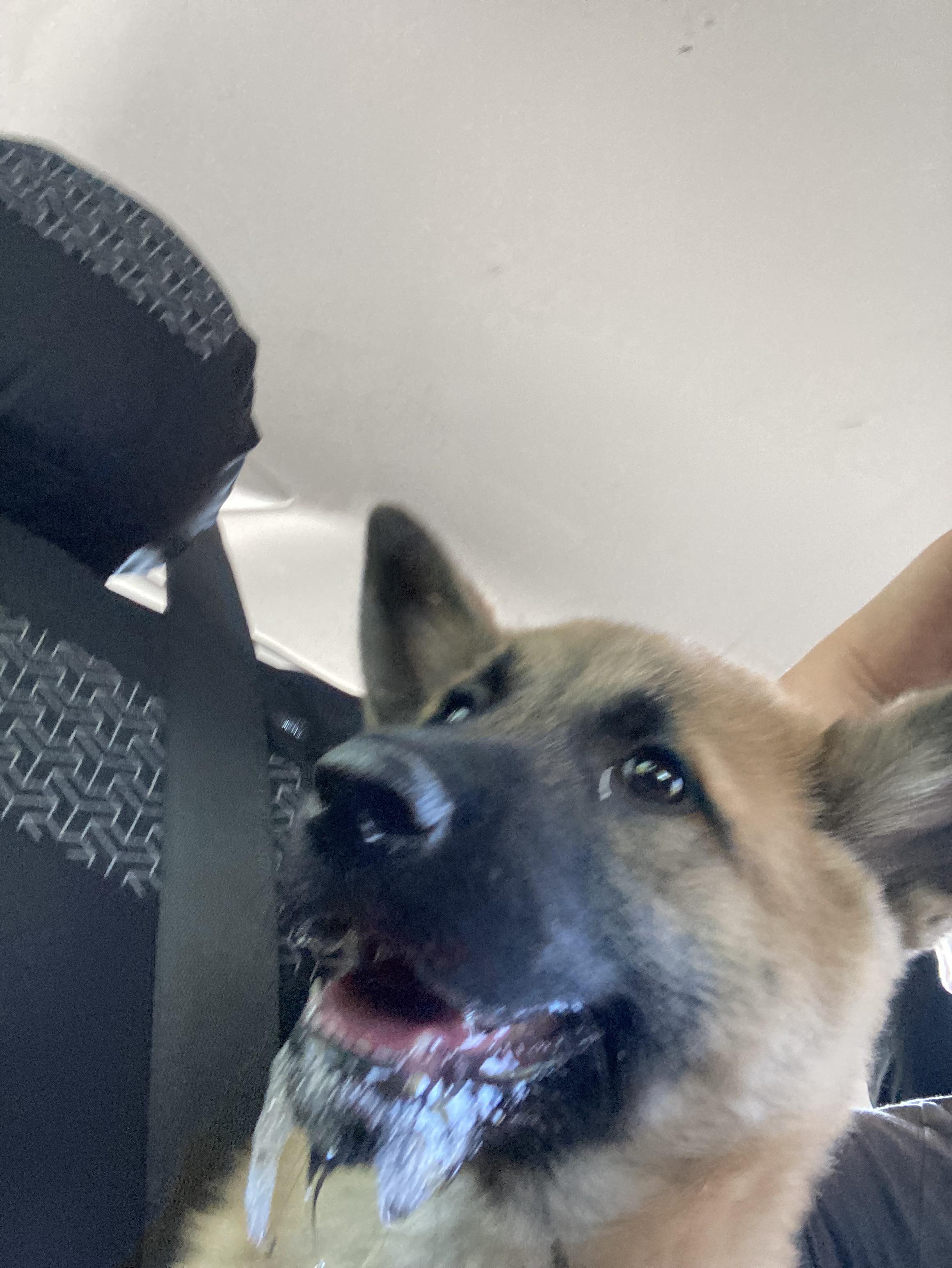 (OC) my new pup | Scrolller