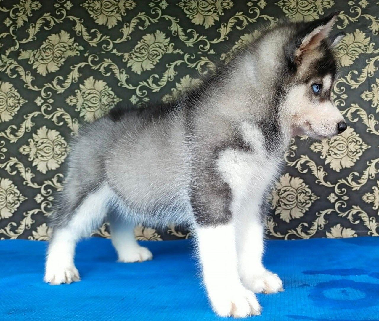 Meet my baby Yato odd eyes husky | Scrolller