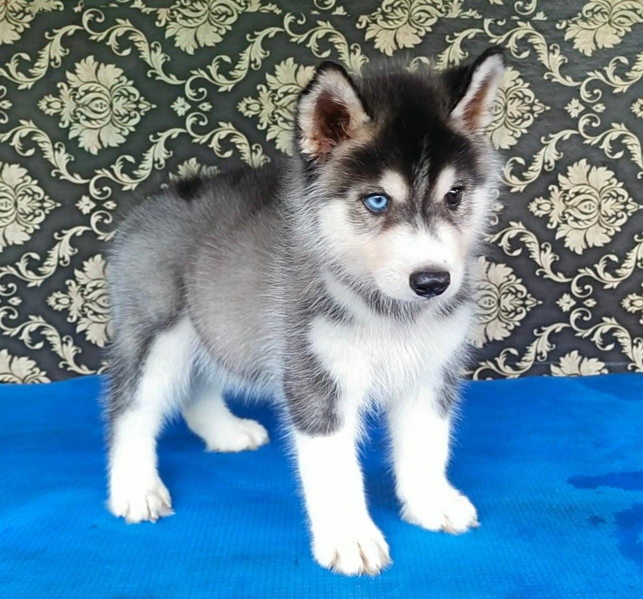 Meet my baby Yato odd eyes husky | Scrolller