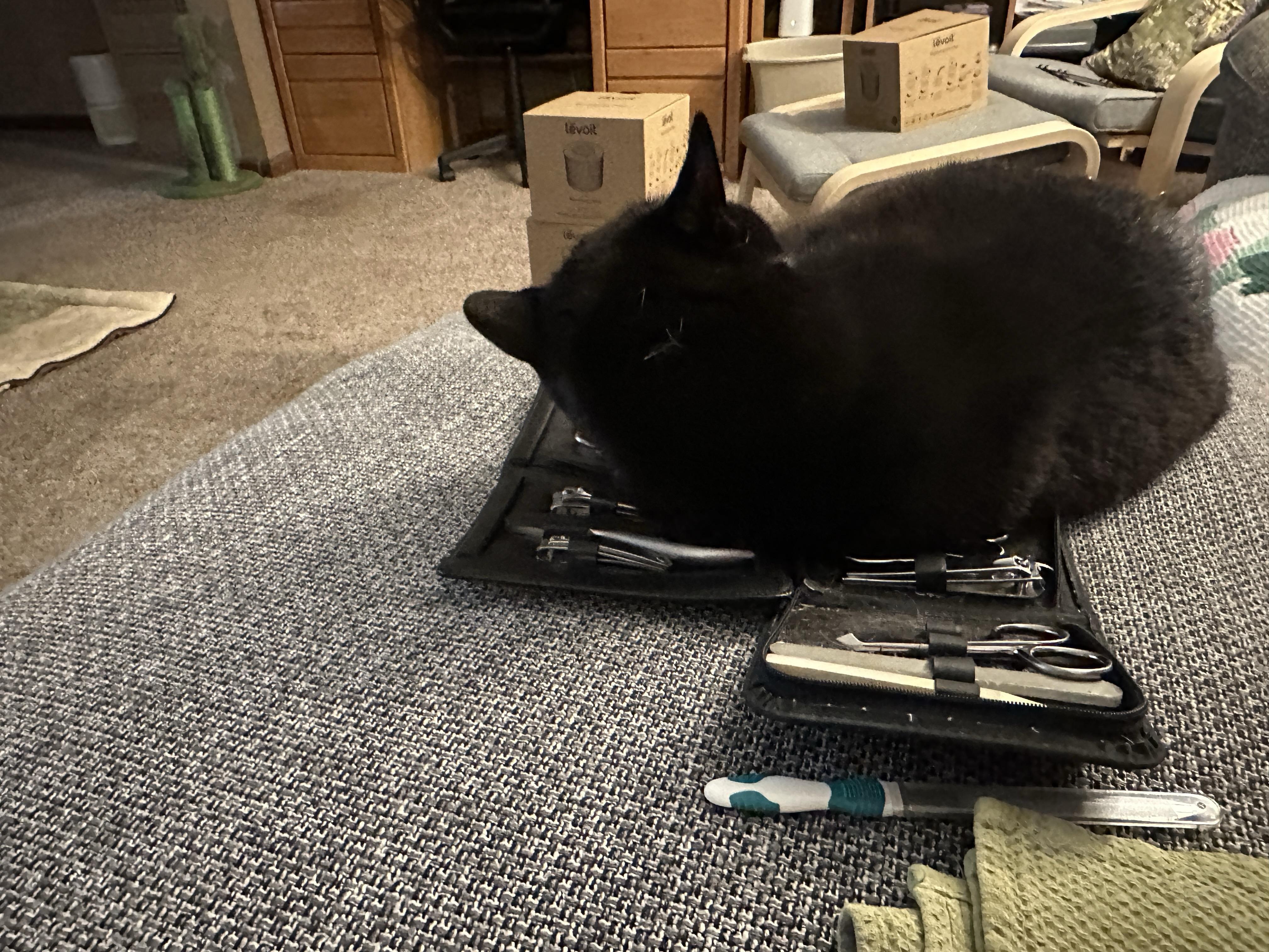 No idea what Loki is thinking | Scrolller