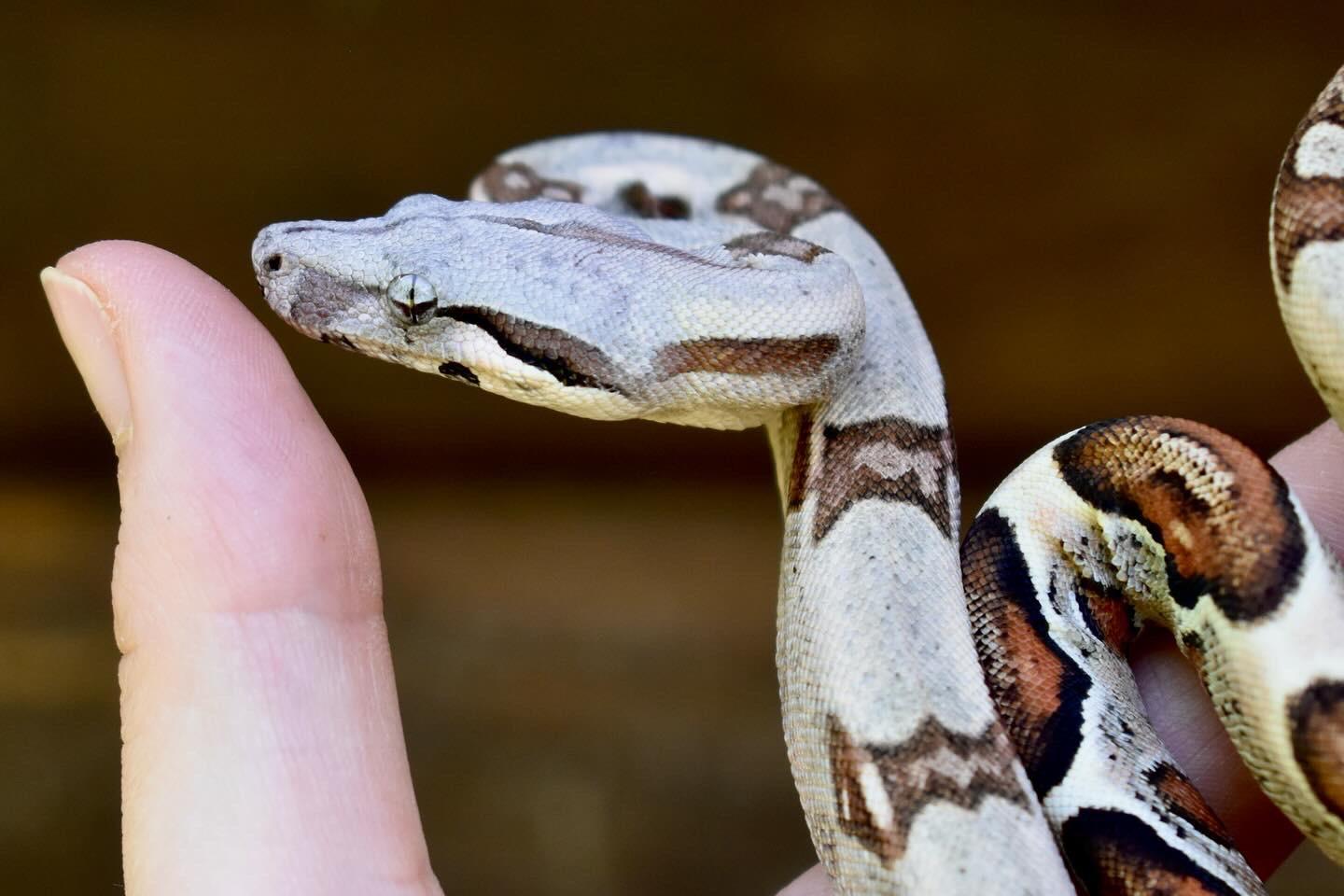 Hange after only her second shed with me since getting her last year, | Scrolller