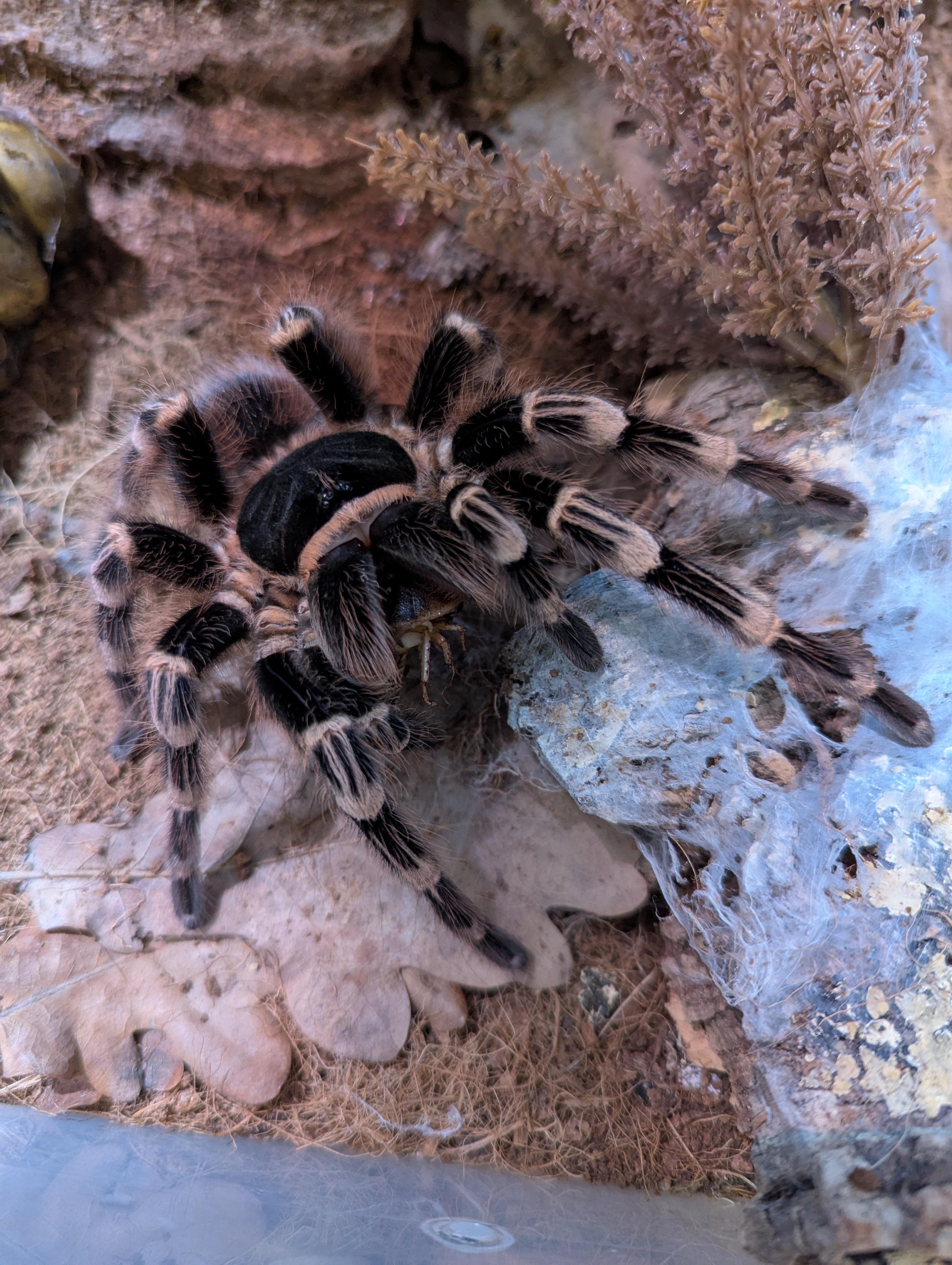 Discover more like Tarantulas: Sunday brunch and Related Content | Scrolller