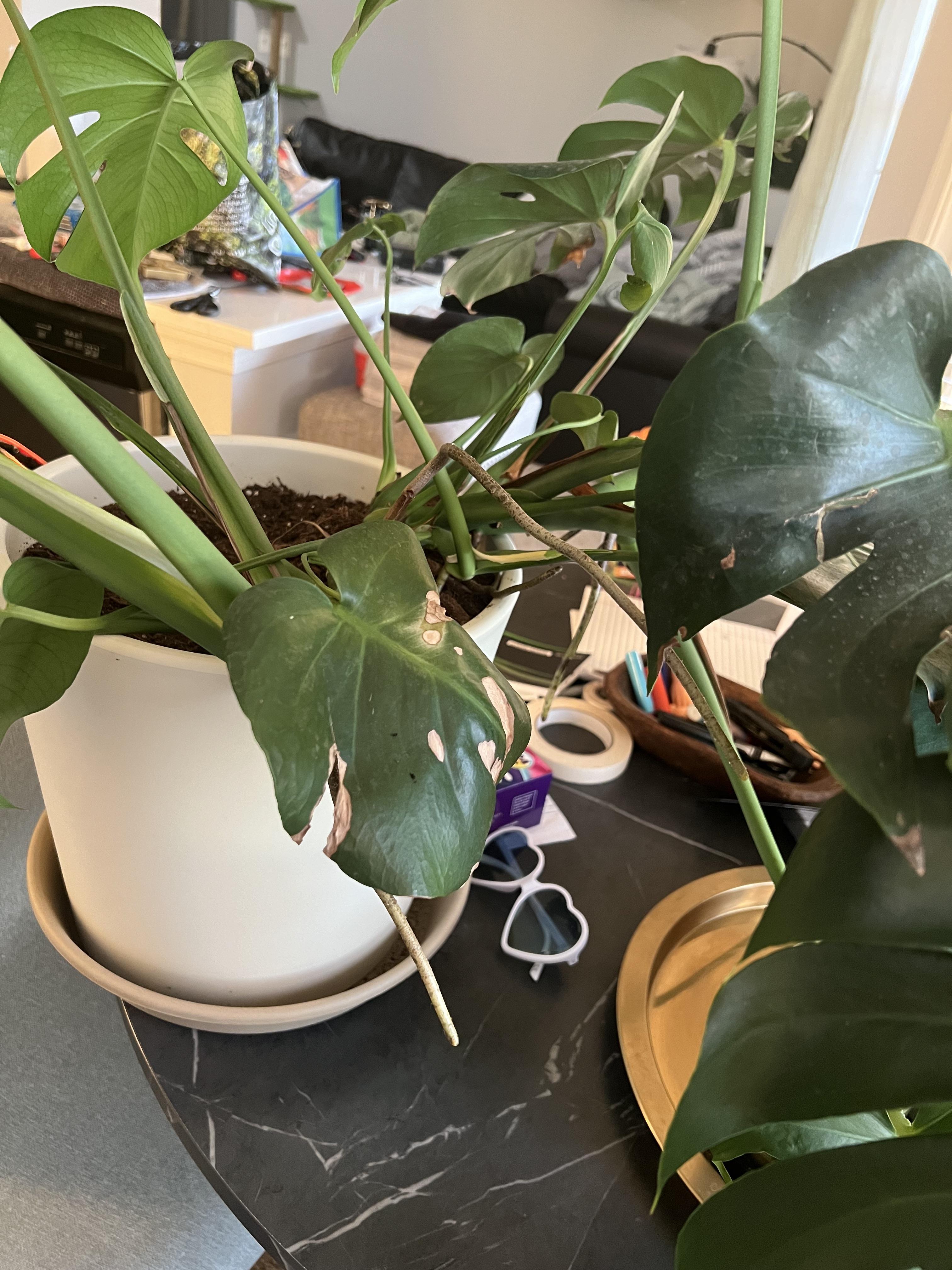 Help with unruly growing | Scrolller