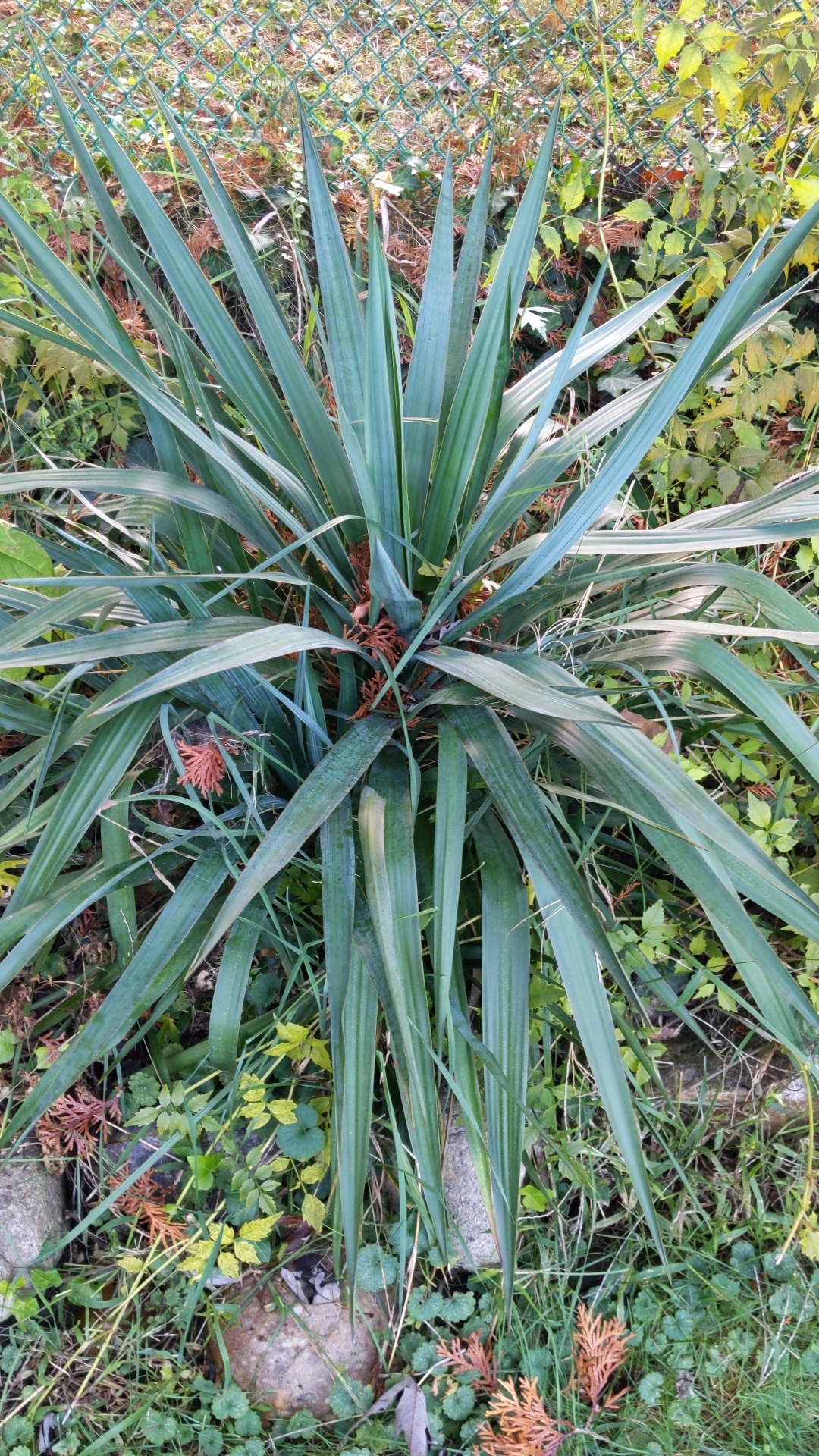Any idea what plant this is that randomly started sprouting in my beds?? | Scrolller