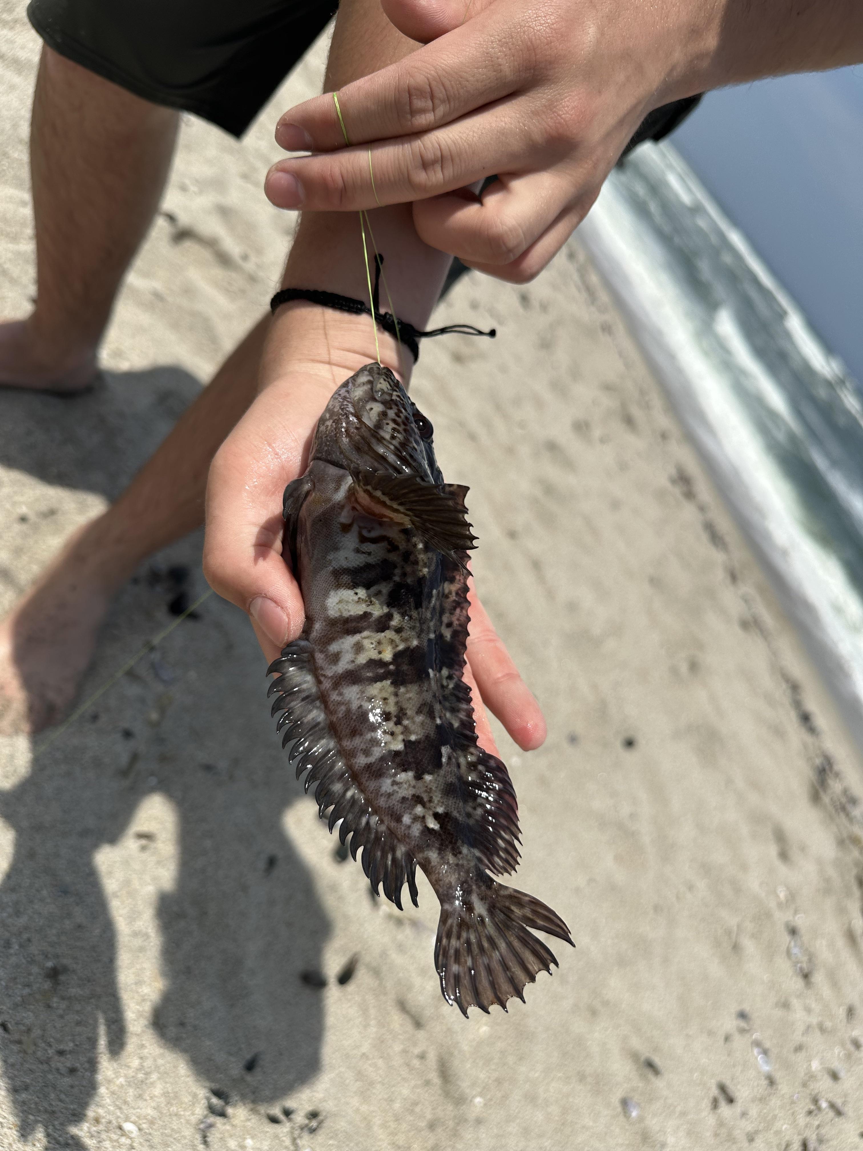 Fish identification? Caught in Lima, Peru. | Scrolller