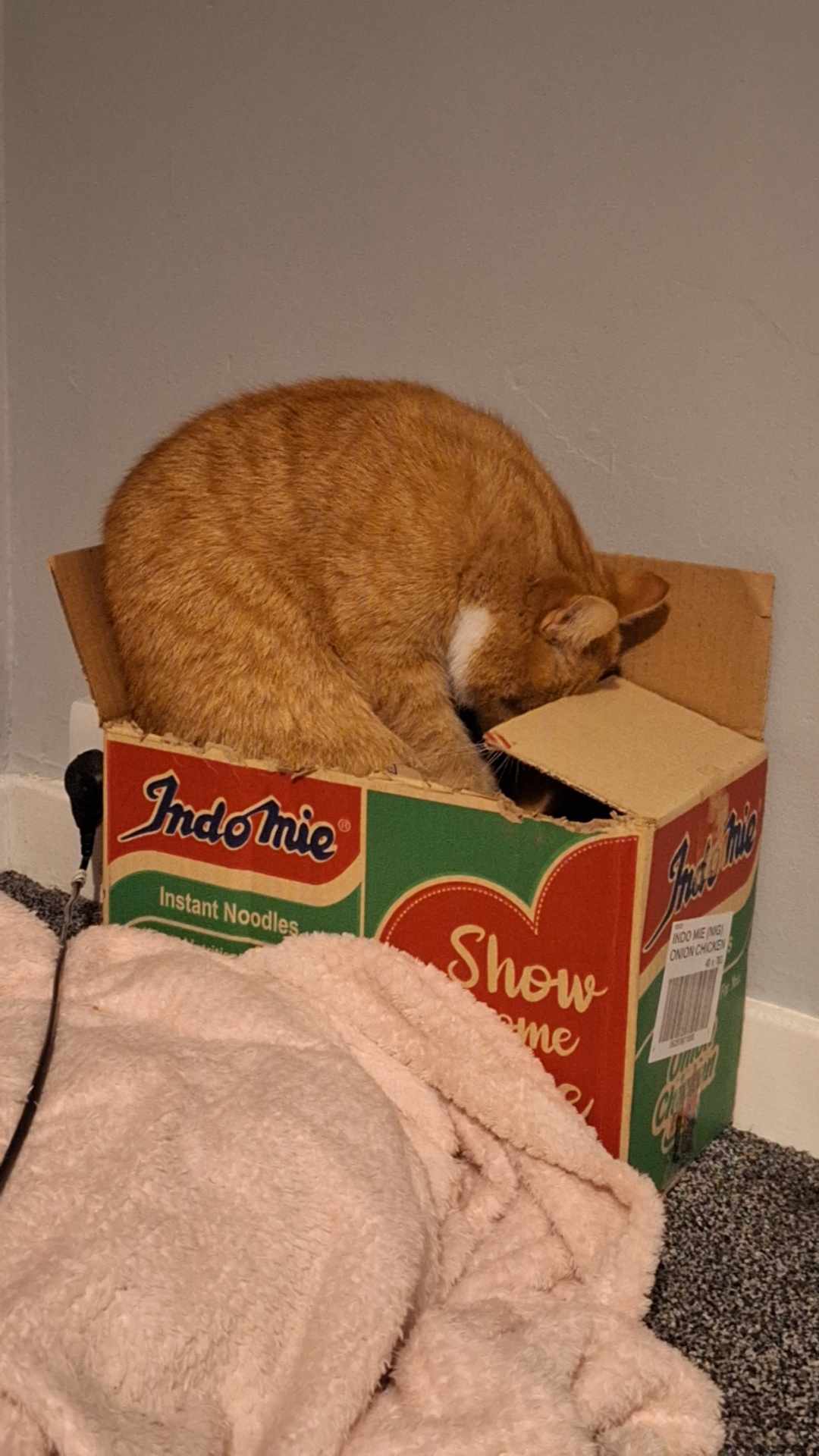 Ginger in noodle box | Scrolller