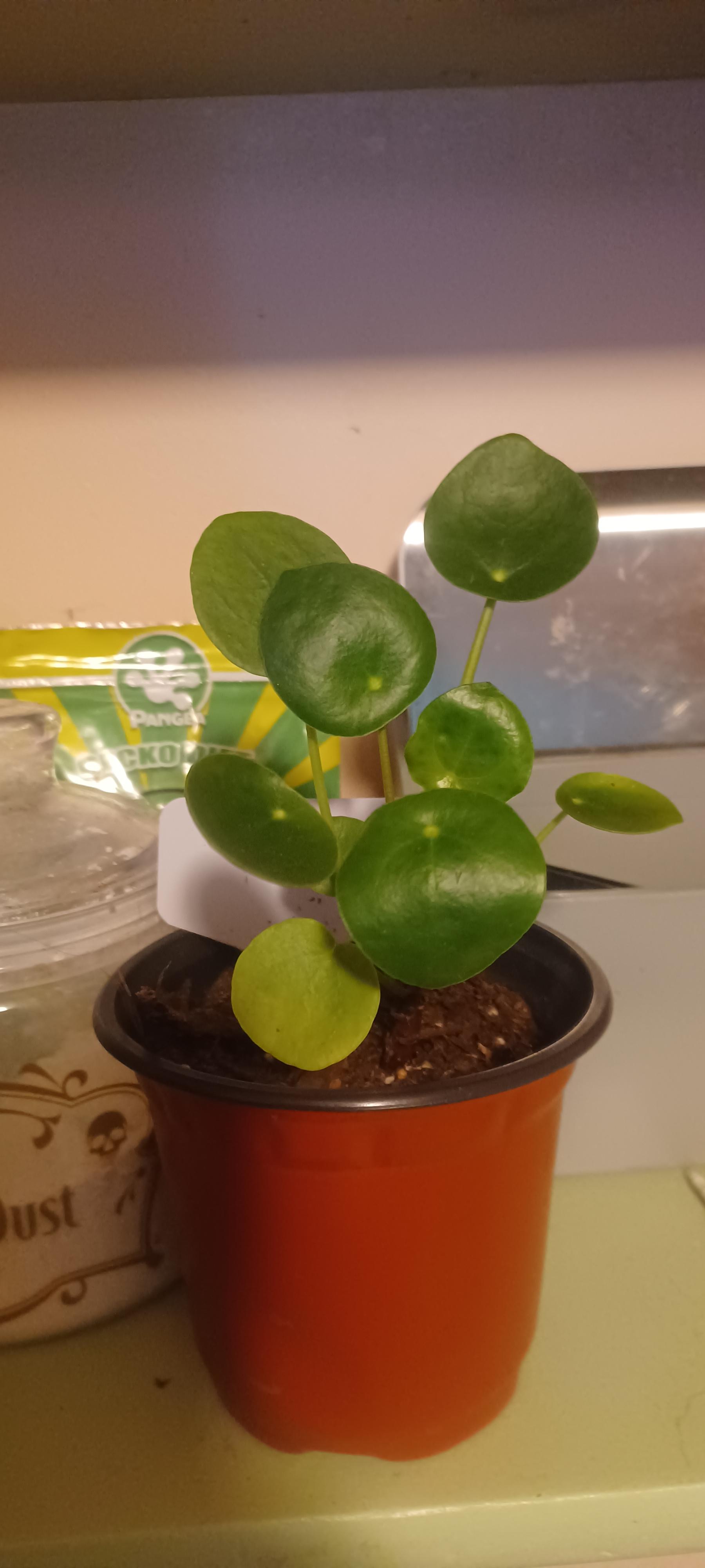 New plants | Scrolller