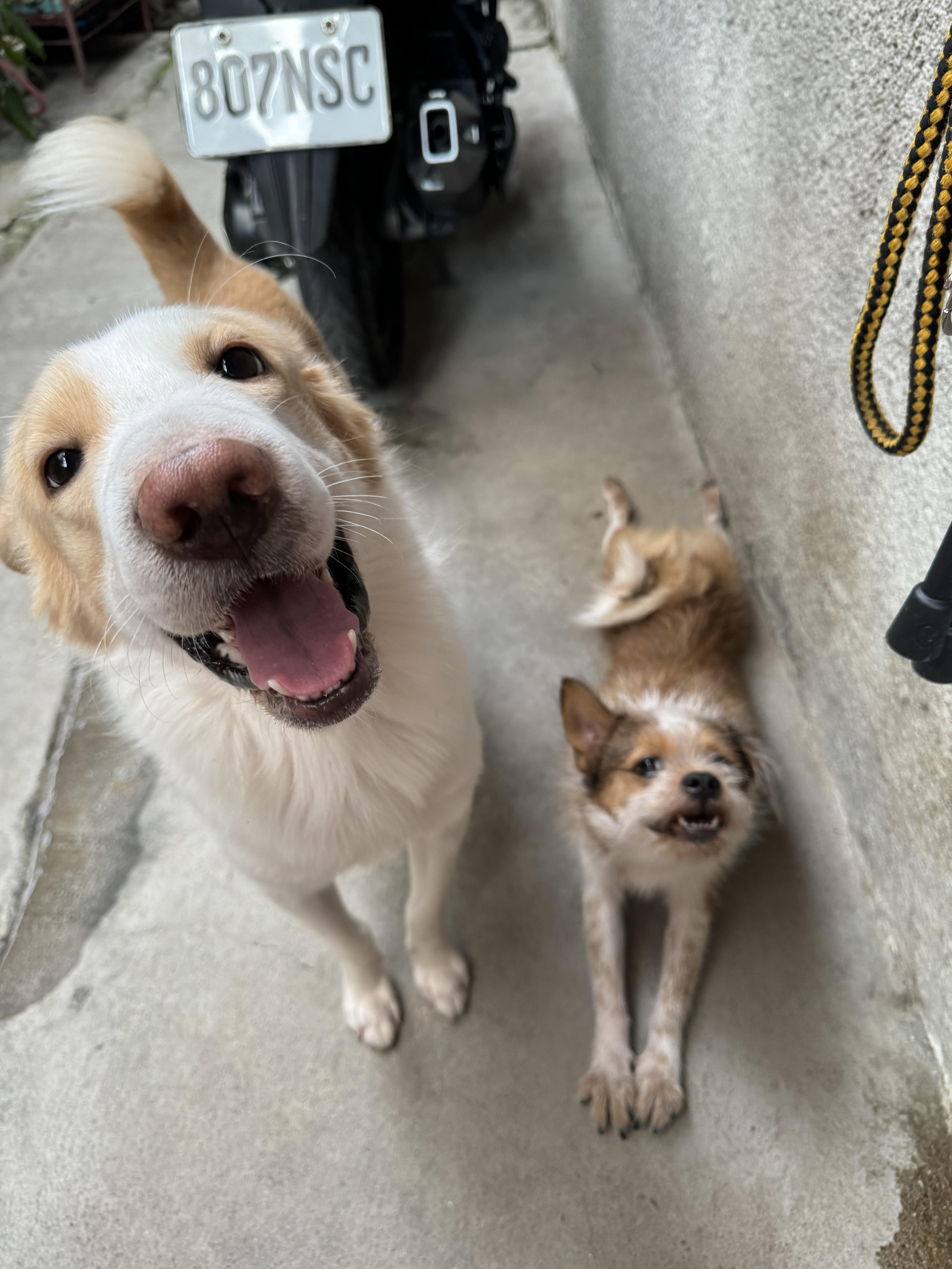 Here’s Becky and Gucci! | Scrolller