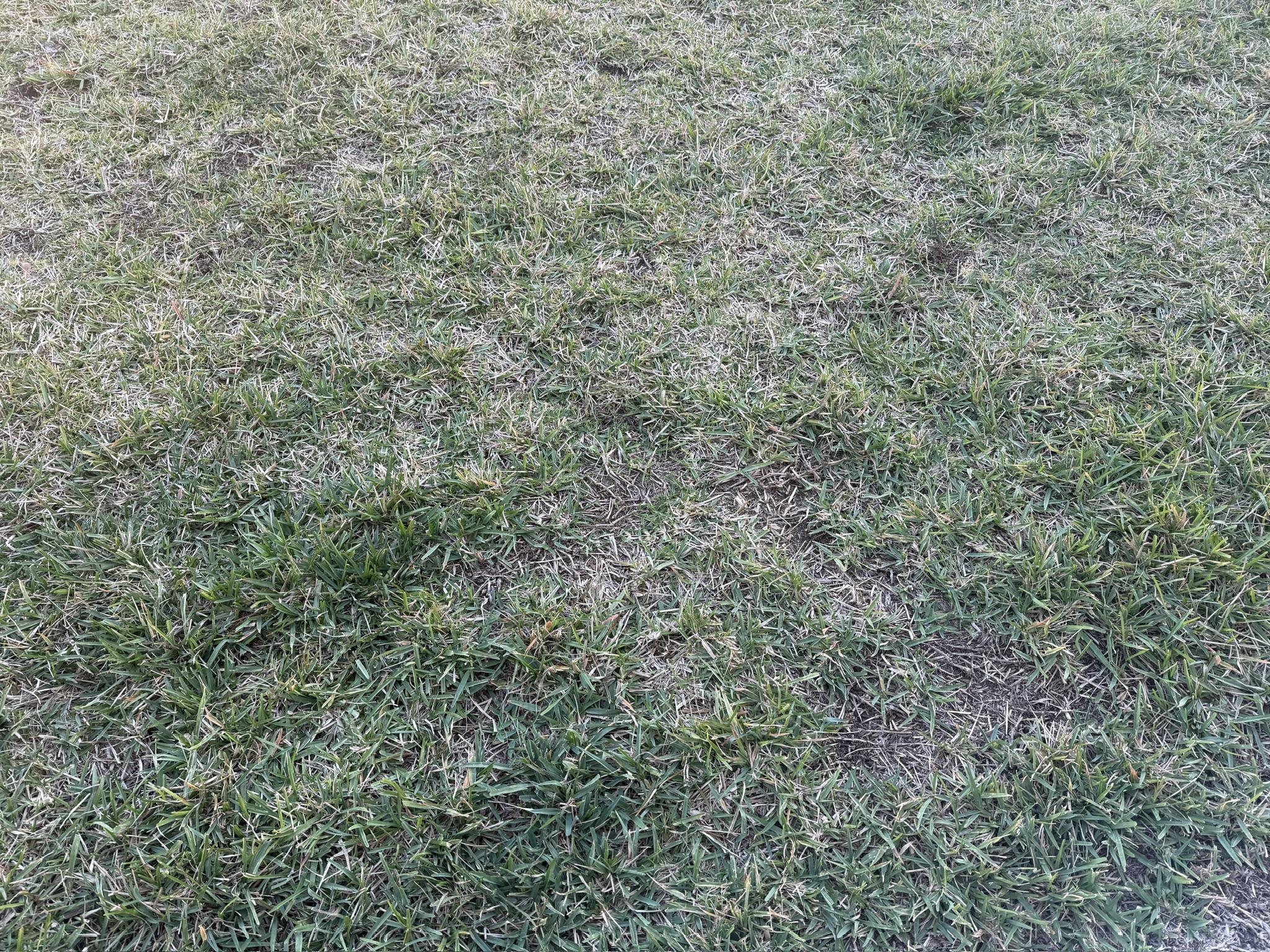 New Lawn Struggling | Scrolller