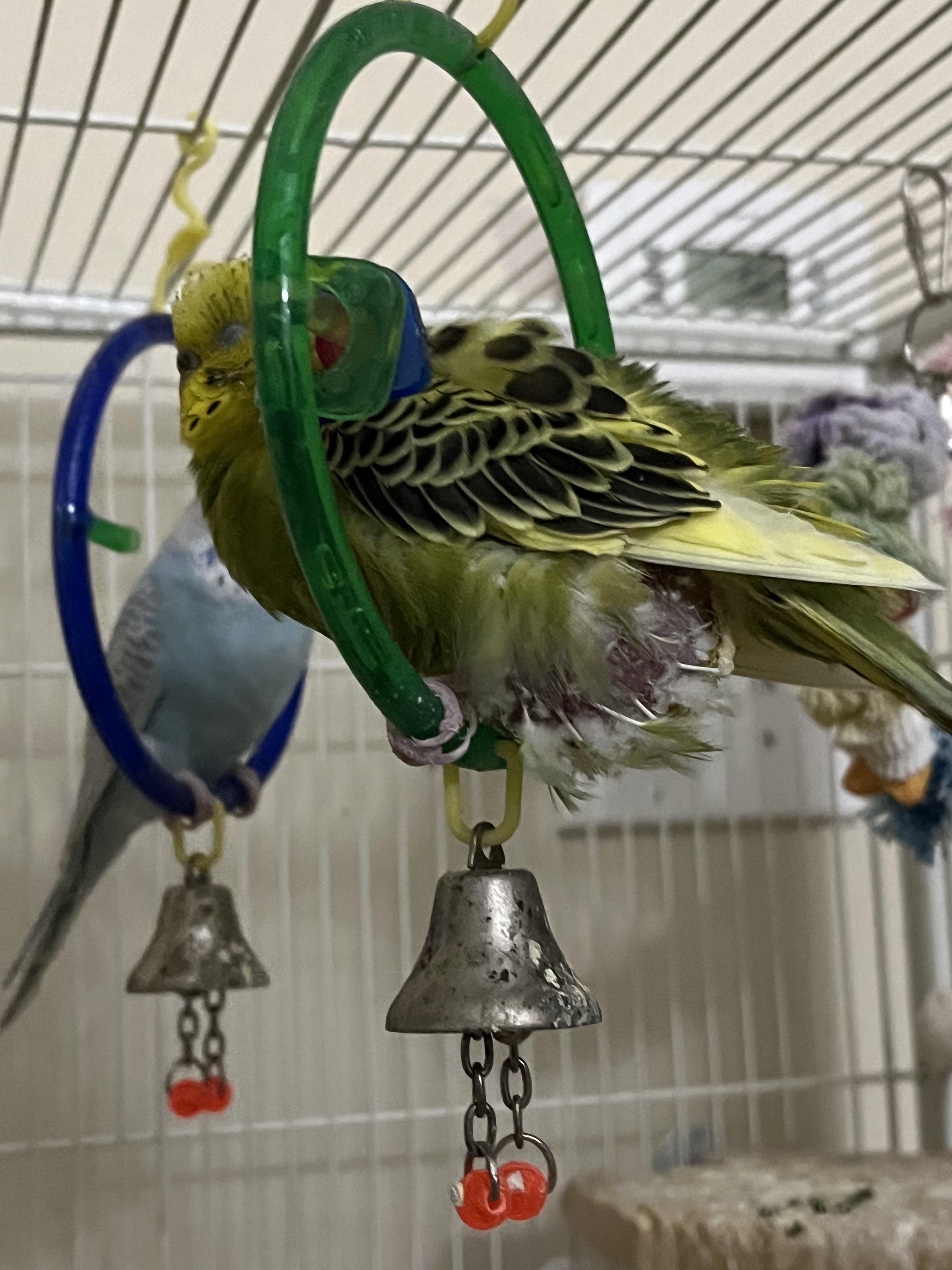 Parakeet health issue | Scrolller