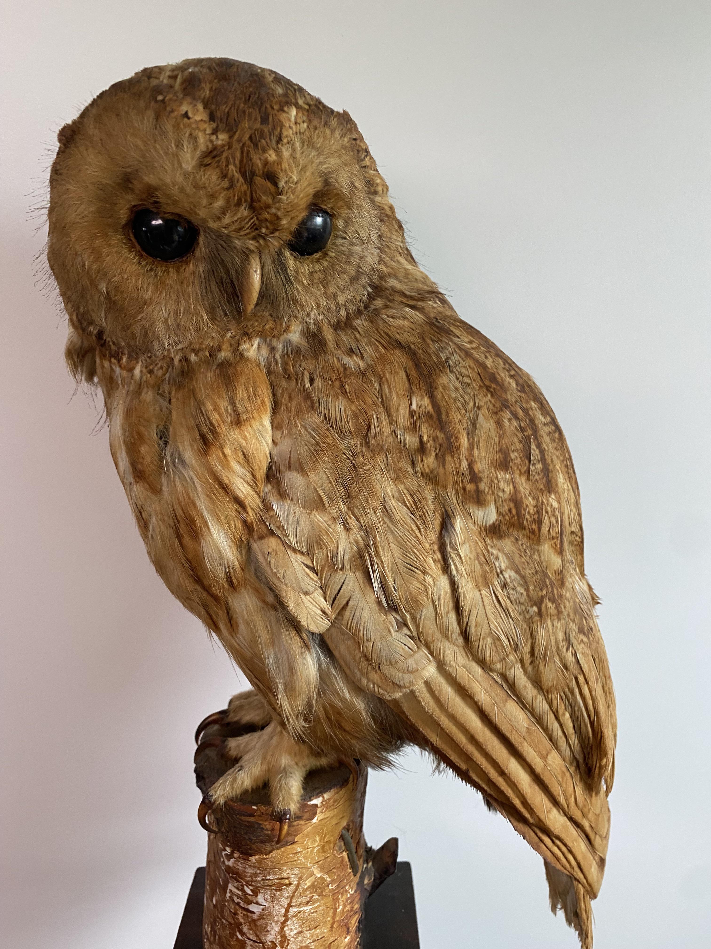 Which species are these owls? | Scrolller