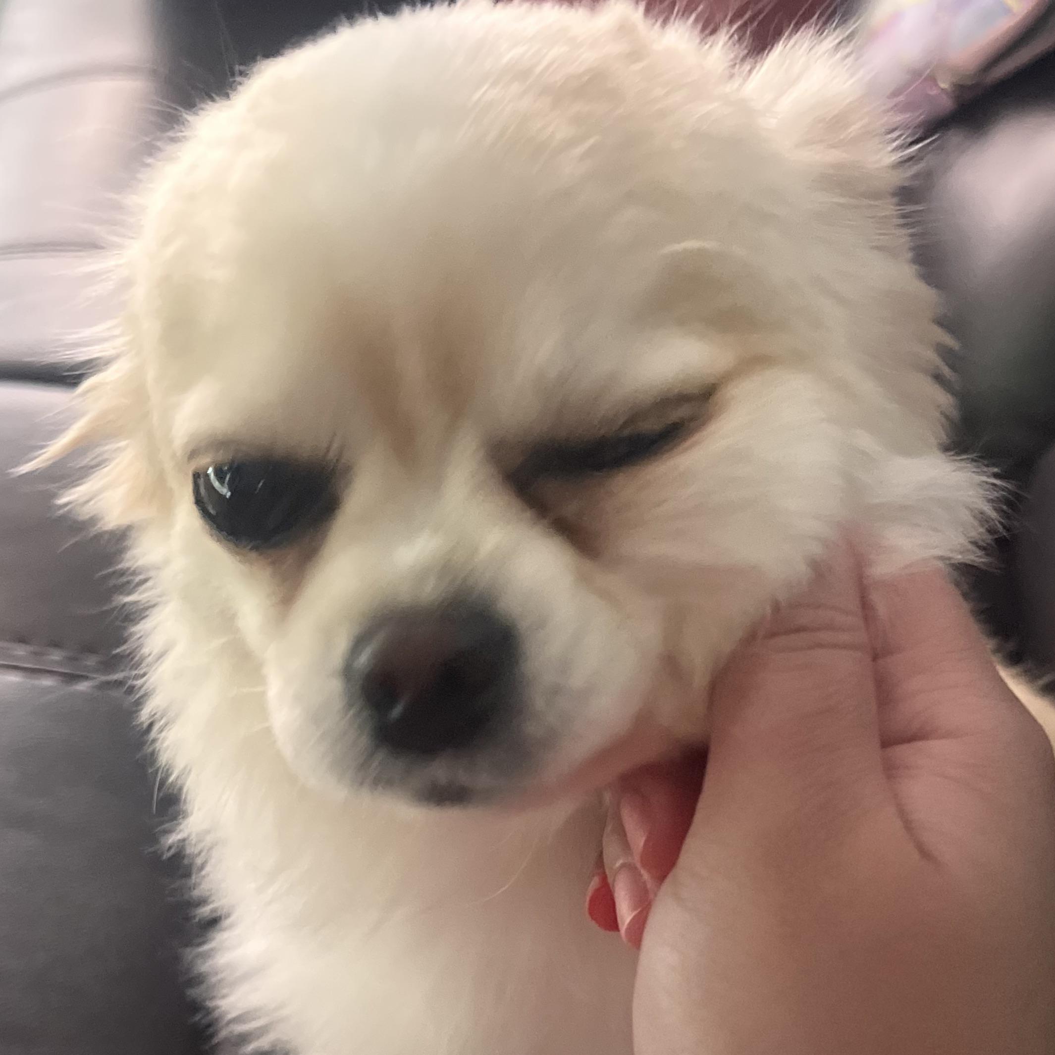 Appreciation post for my chi ️ | Scrolller