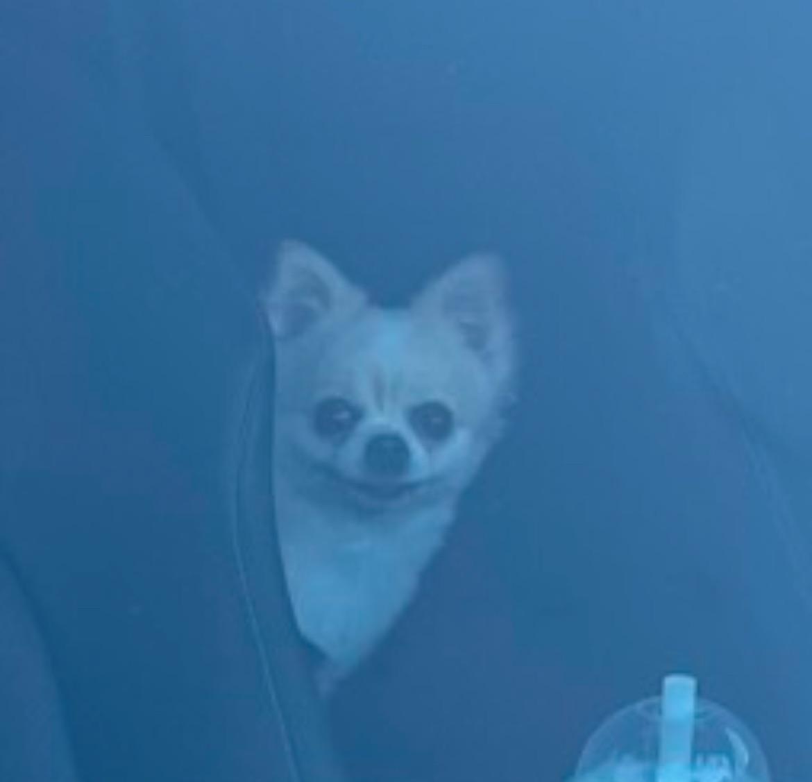 Appreciation post for my chi ️ | Scrolller