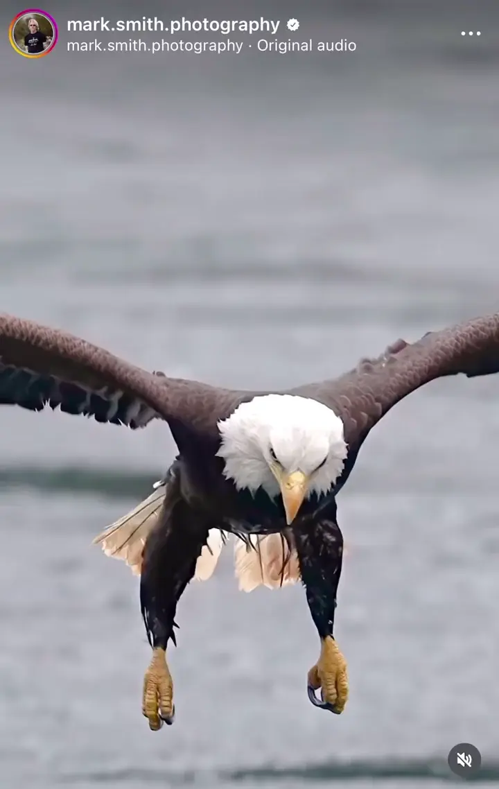 Discover more like Interestingasfuck: A bald eagle catching its prey and Related Content | Scrolller