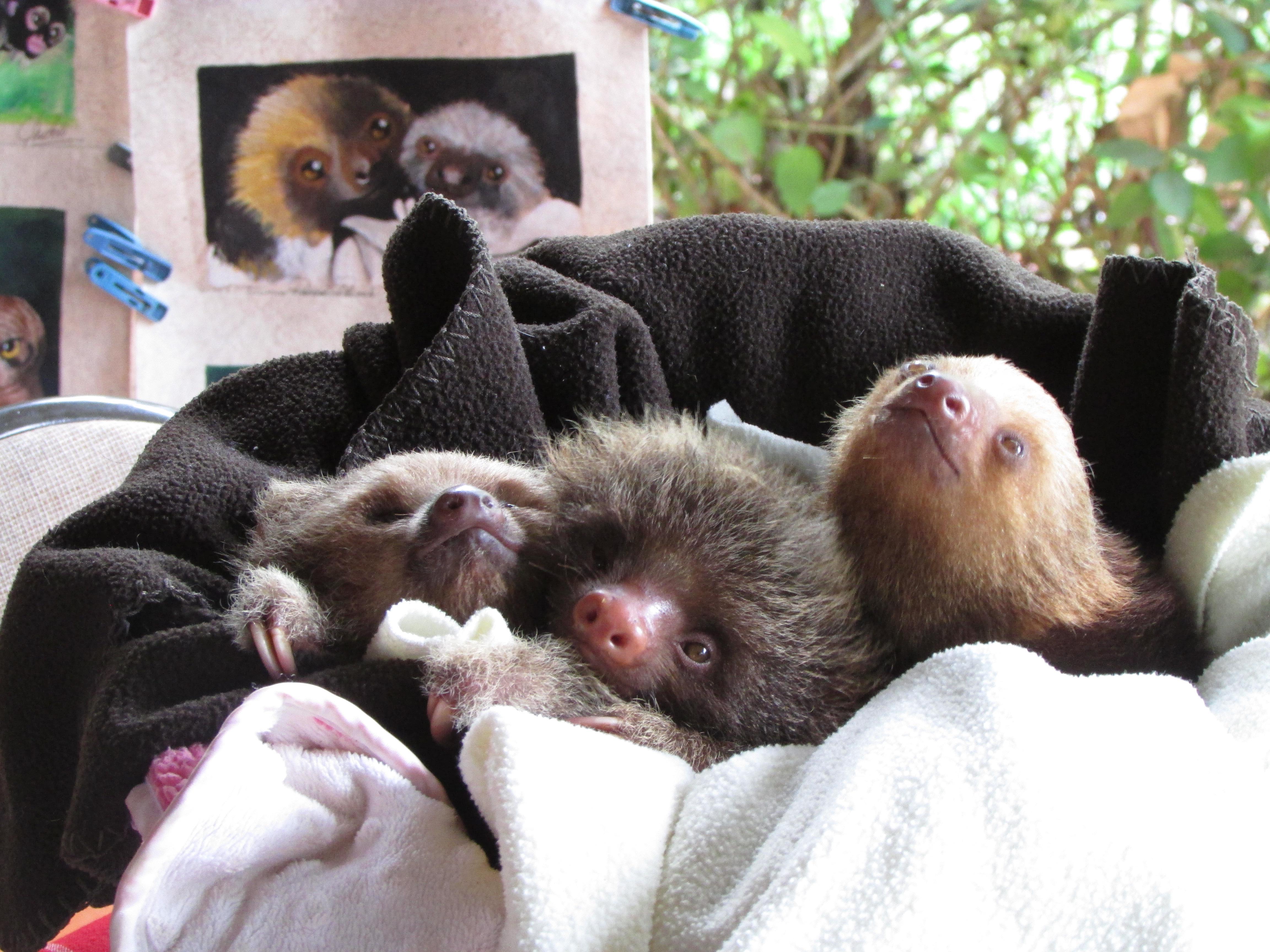 A bucket of baby sloths | Scrolller