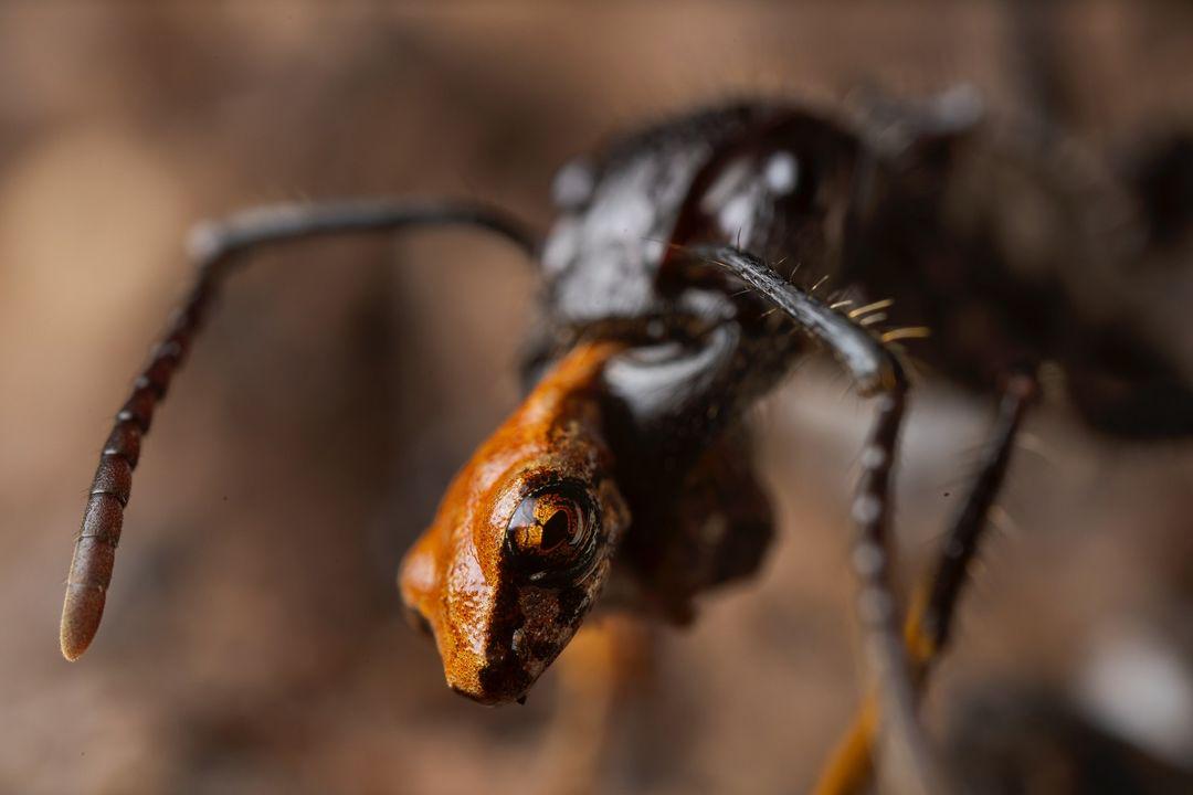 A bullet ant carrying a small frog | Scrolller