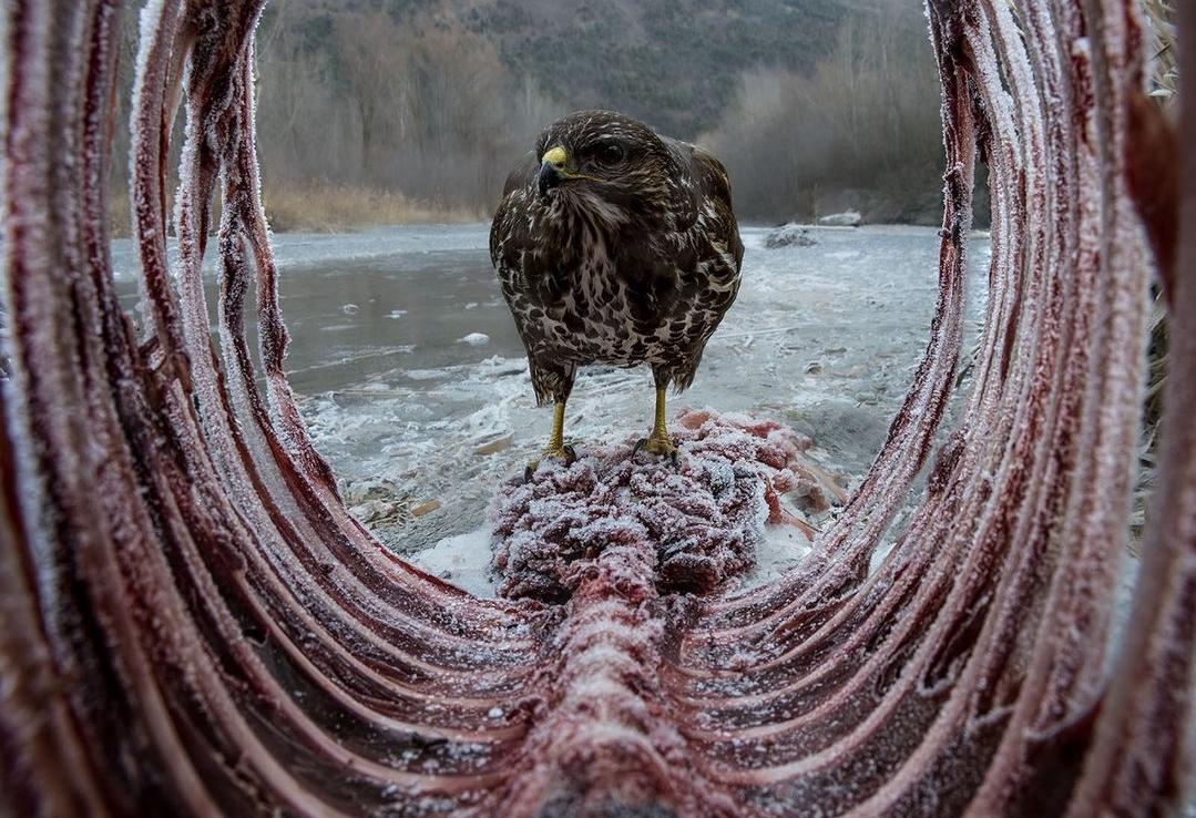 A Common Buzzard On A Riverside Carcass (Photo Credit: Philipp Egger ...