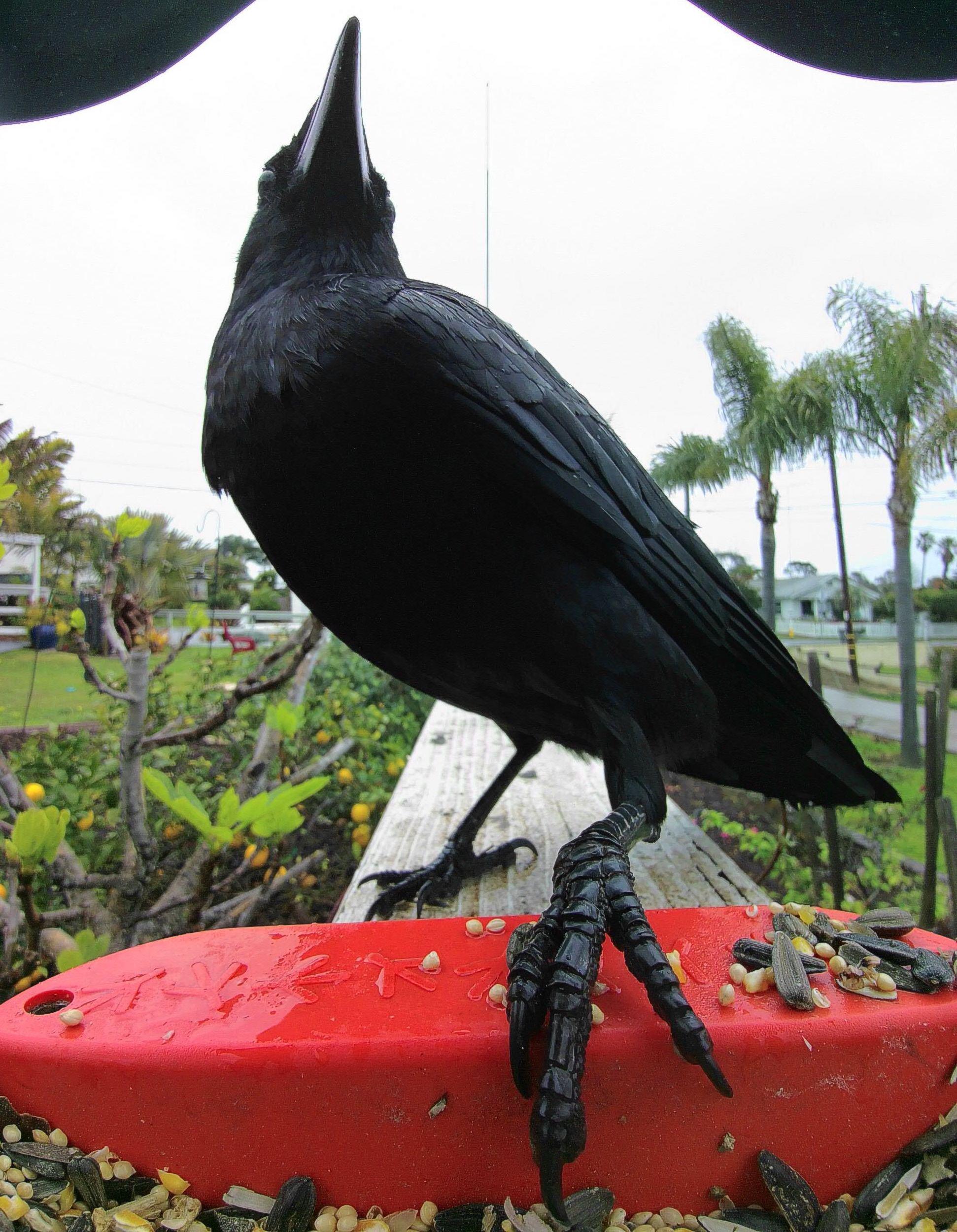 A glorious American Crow | Scrolller