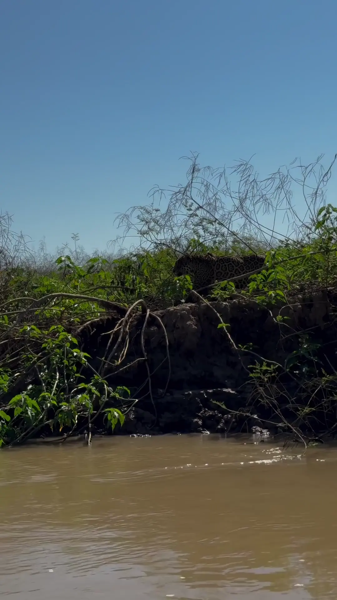 Discover more like HardcoreNature: A jaguar dispatches a caiman in ...