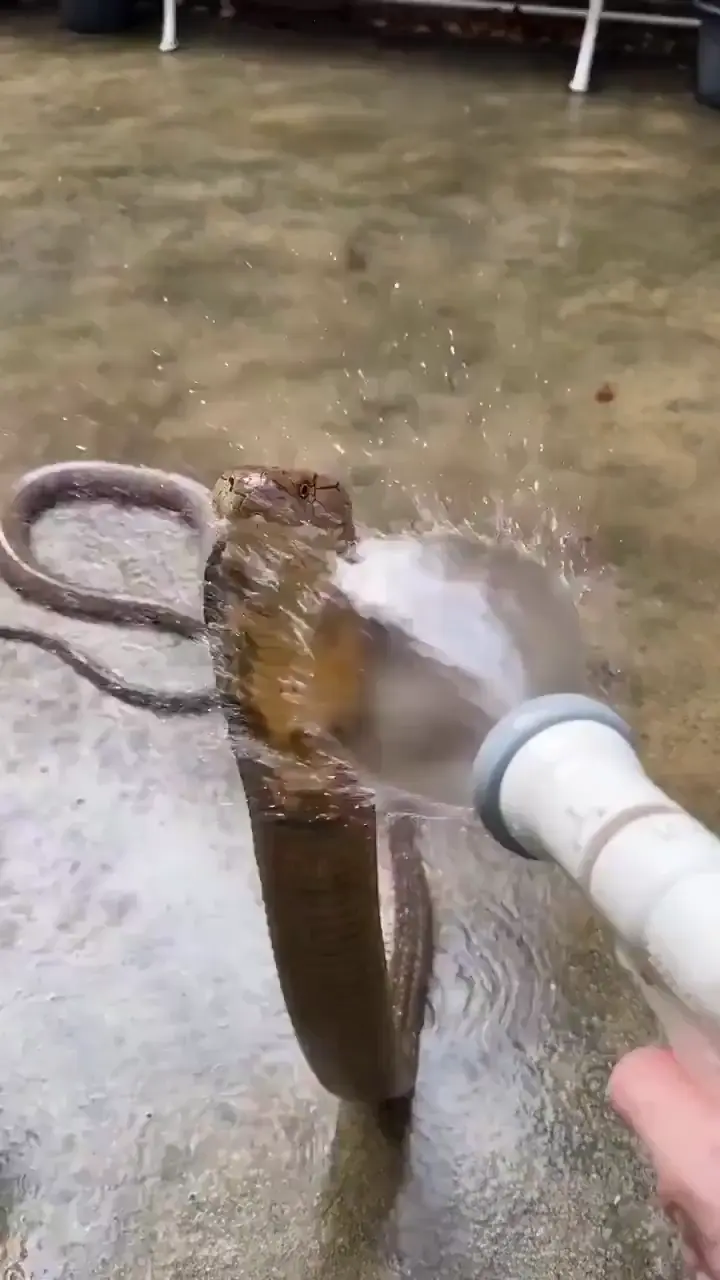 A king cobra doesn't attack while taking a shower | Scrolller