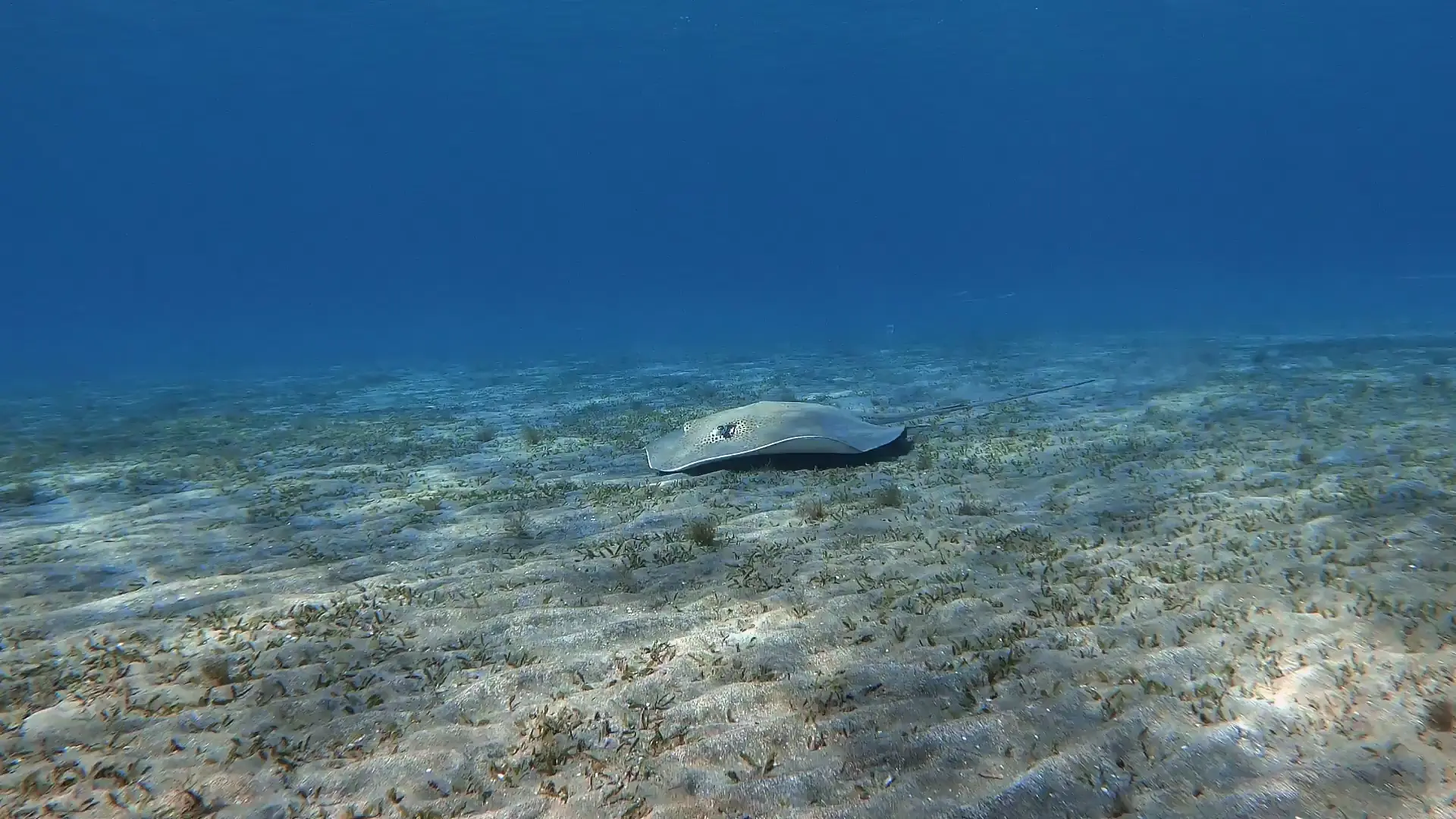 A Leopard-whipray in Egypt/Red Sea | Filmed with GP8 | Scrolller
