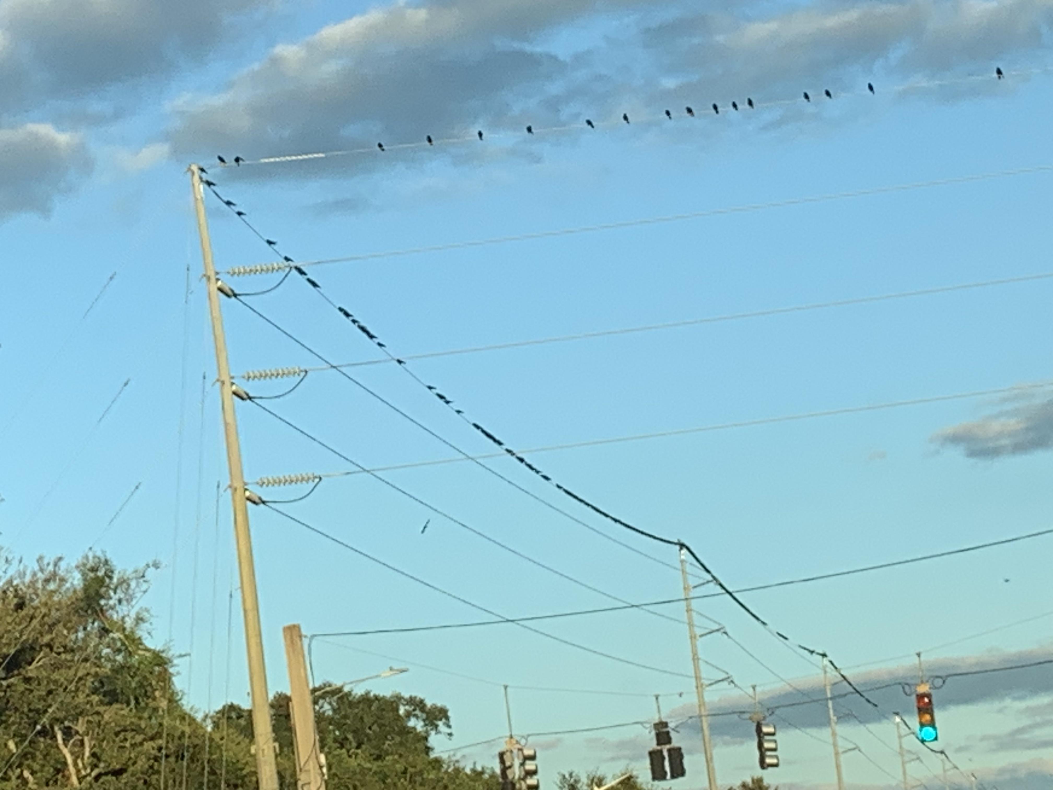 A line of corvids | Scrolller