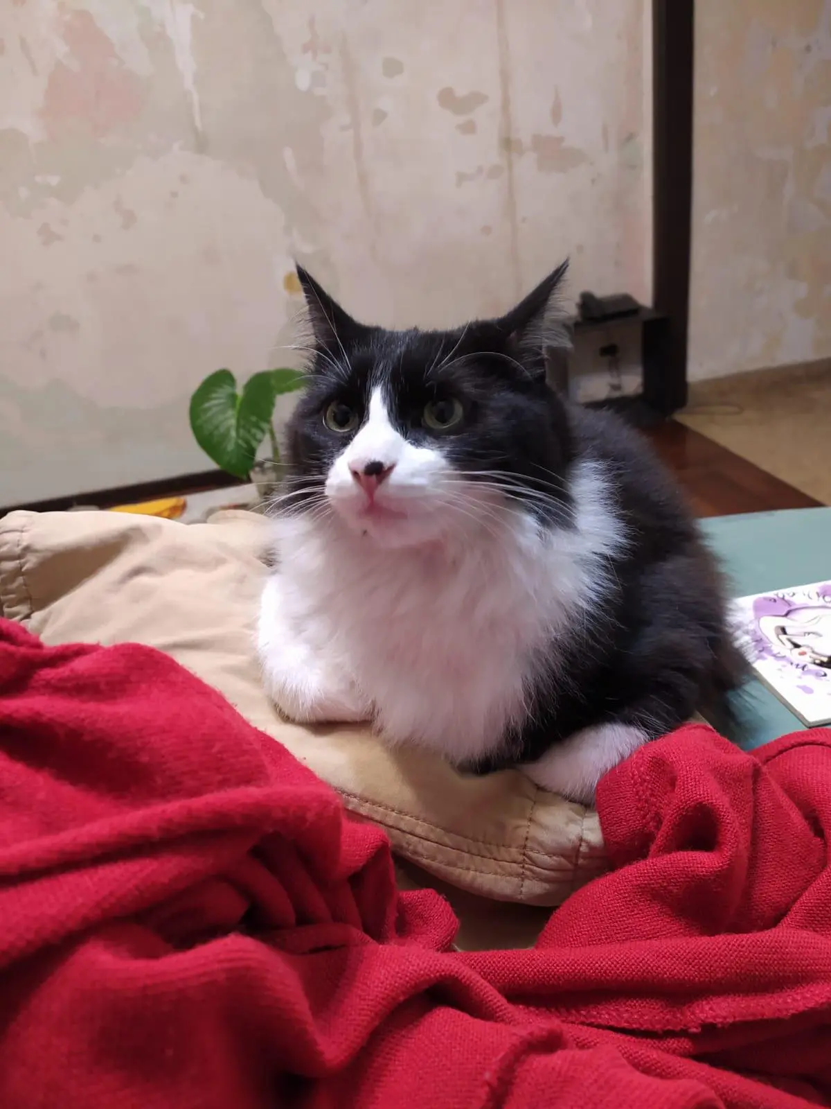 a little Minerva practicing her pose | Scrolller