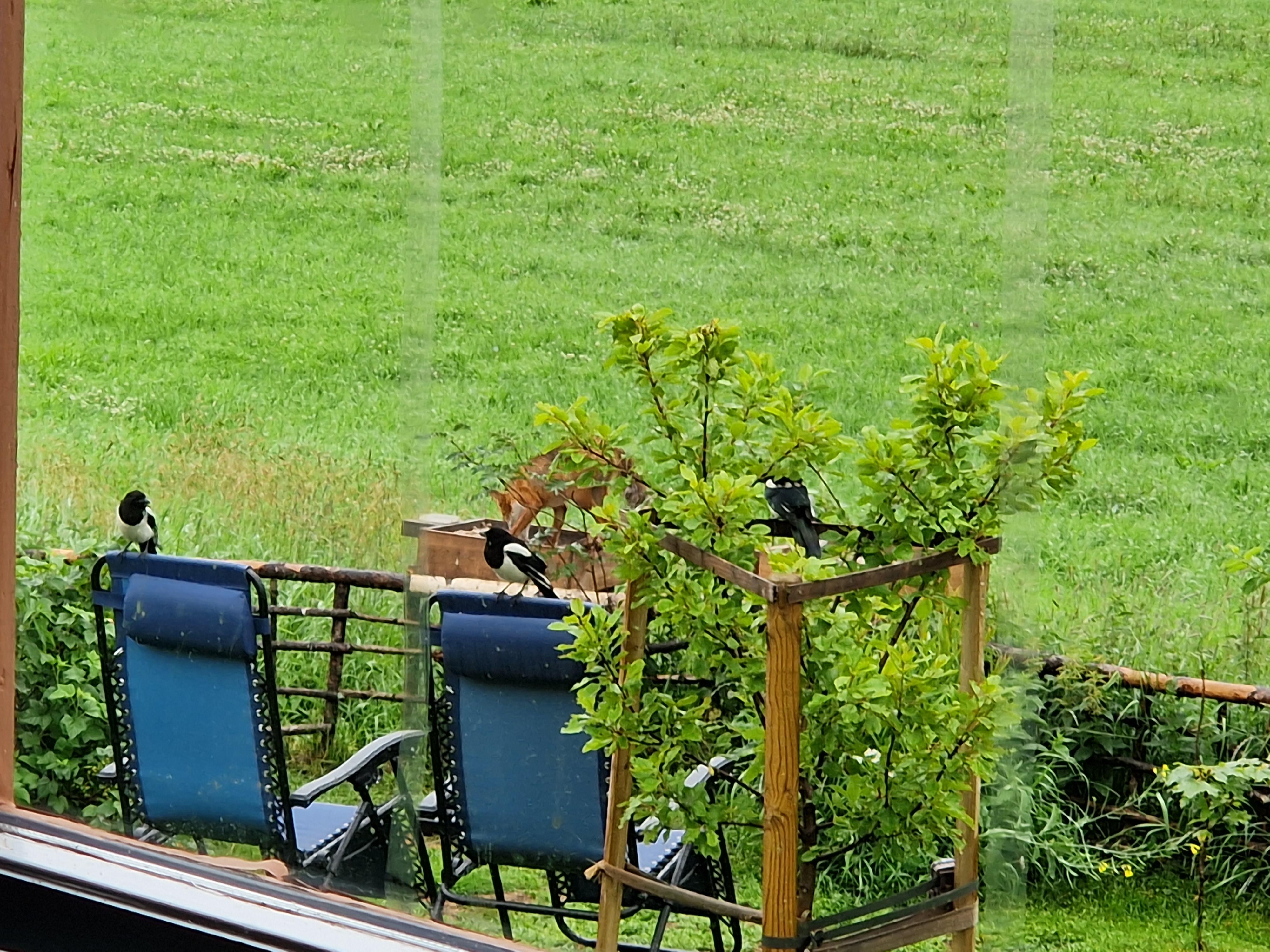 A mama fox visiting our feeding bird (magpie) feeder. They were very patient and let her finish ...