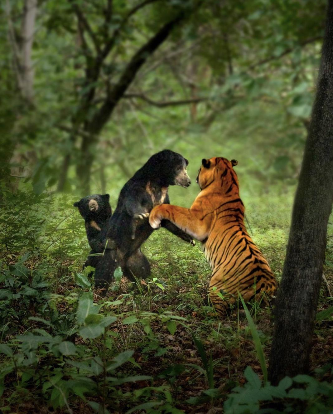A mother Sloth Bear brings the fight to a Tiger to protect her cub ...
