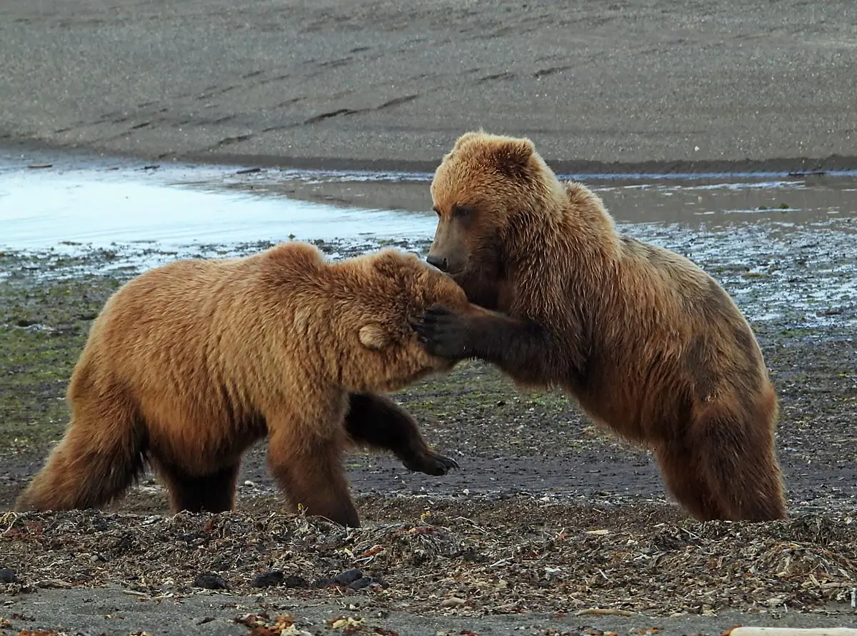 A pair of playing Alaskan Brown Bears on the beach | Scrolller