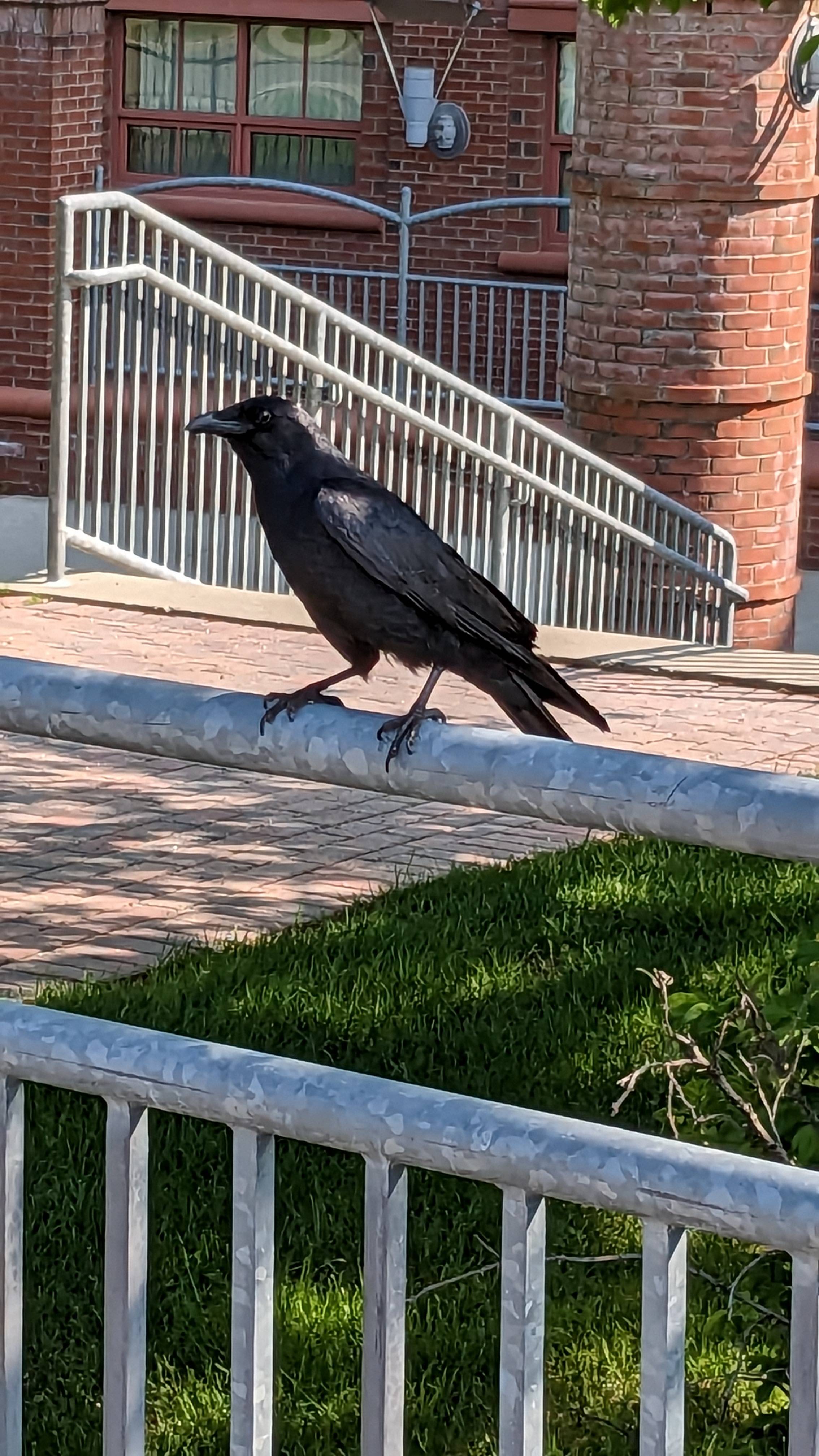 A perched buddy | Scrolller