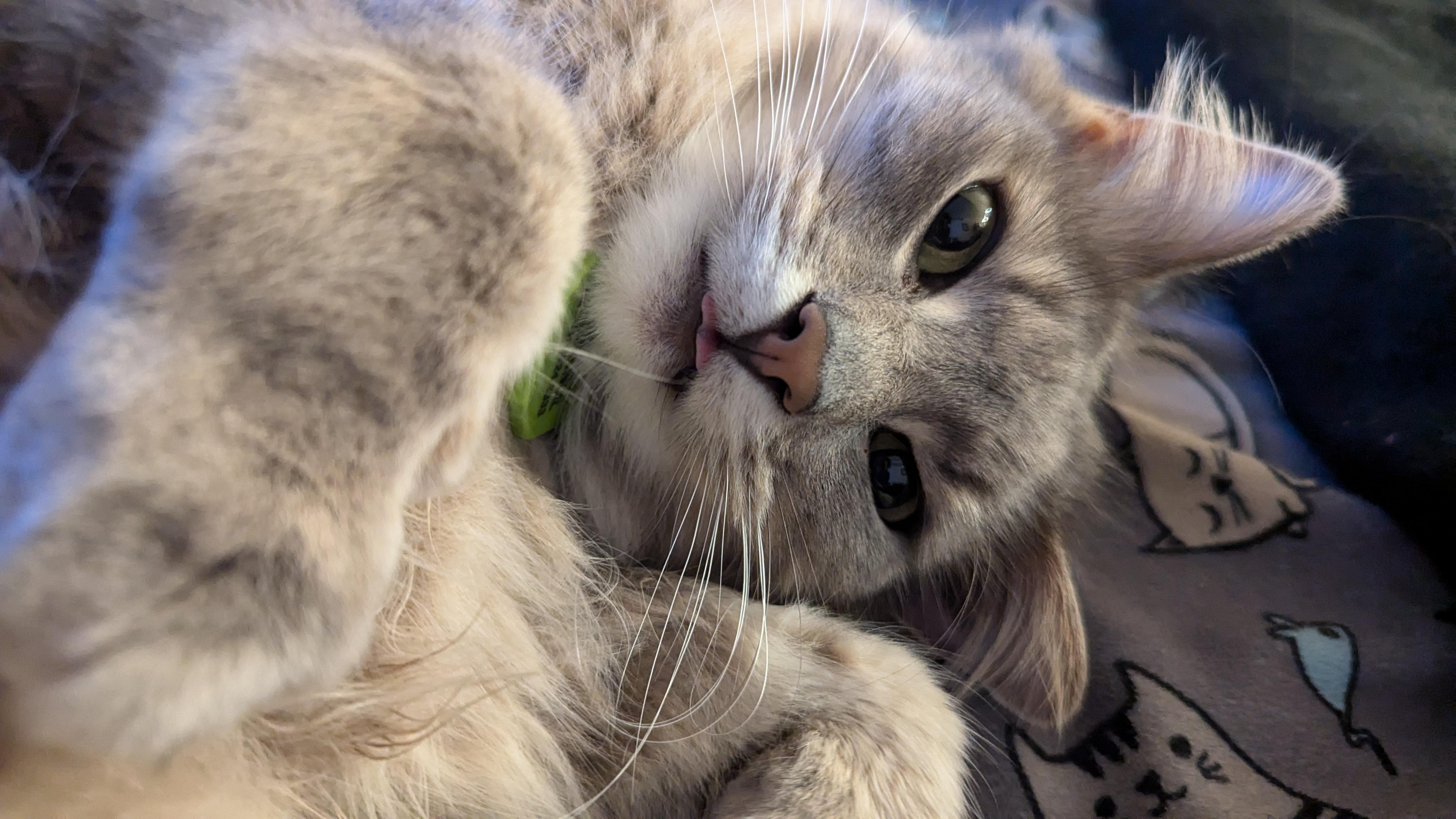 A rare blep from Lucy | Scrolller