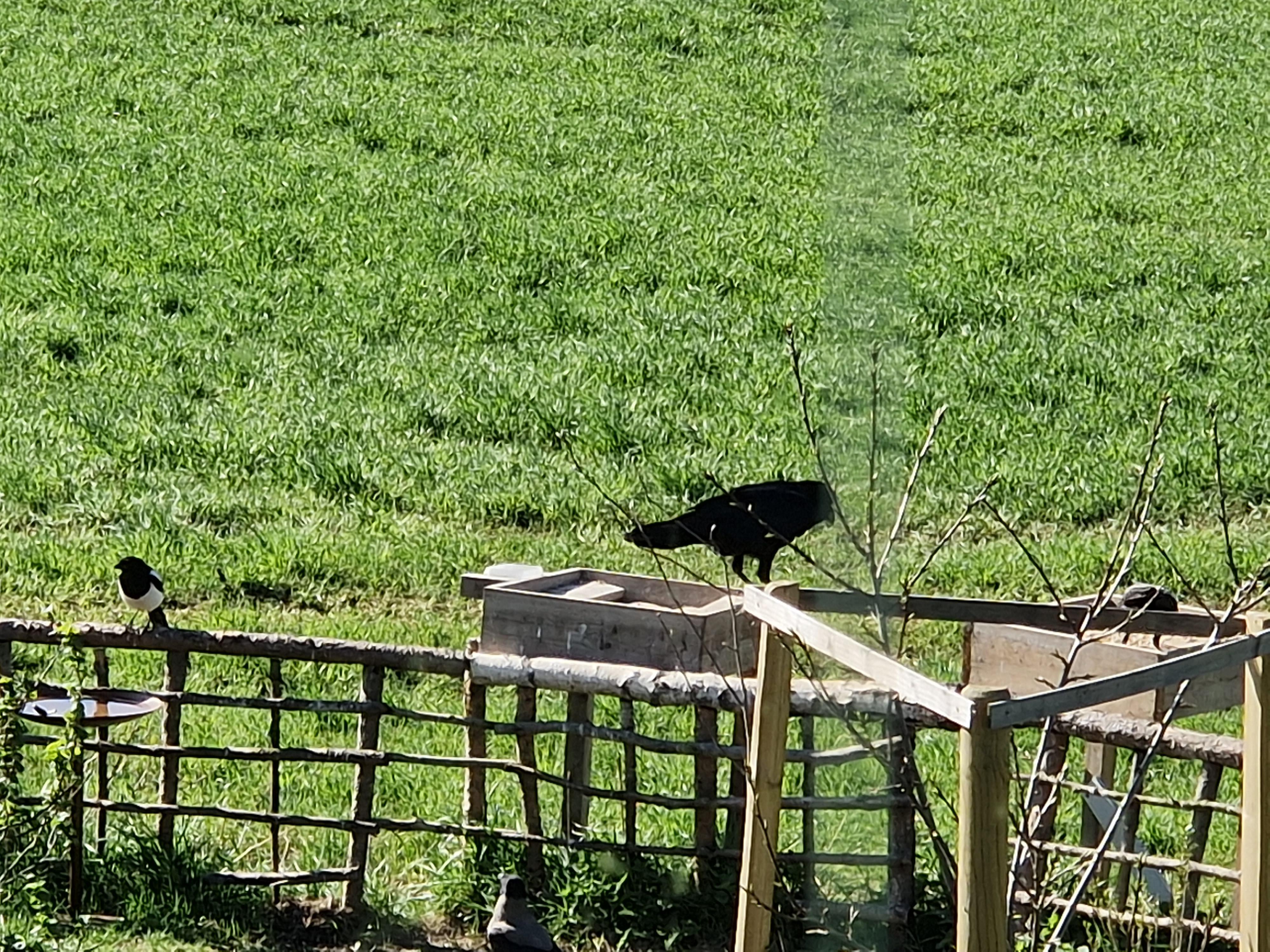A raven stopped by our feeding station. The size difference is quite big compared to magpies and ...
