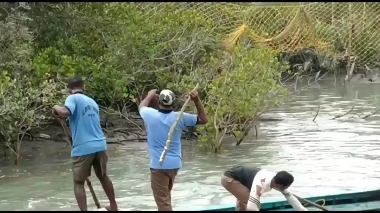 Discover more like Nonononoyes: A Royal Bengal tiger attacked a fishing boat in the Sundarbans ...