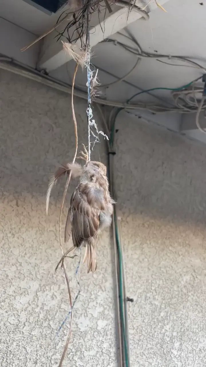 A series of unfortunate events… | Scrolller