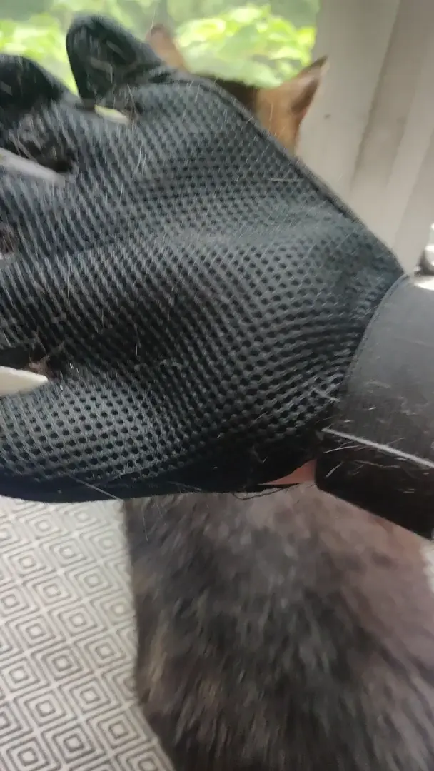 A shaky video of a shaky brushy creating a derpy bliss. | Scrolller