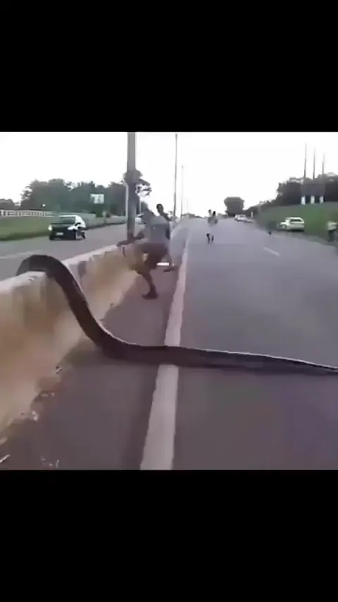 Discover more like CrazyFuckingVideos: A small Anaconda crossing a road ...