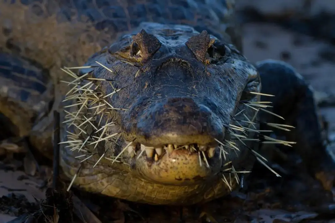 A Spectacled caiman that tried to eat a porcupine | Scrolller
