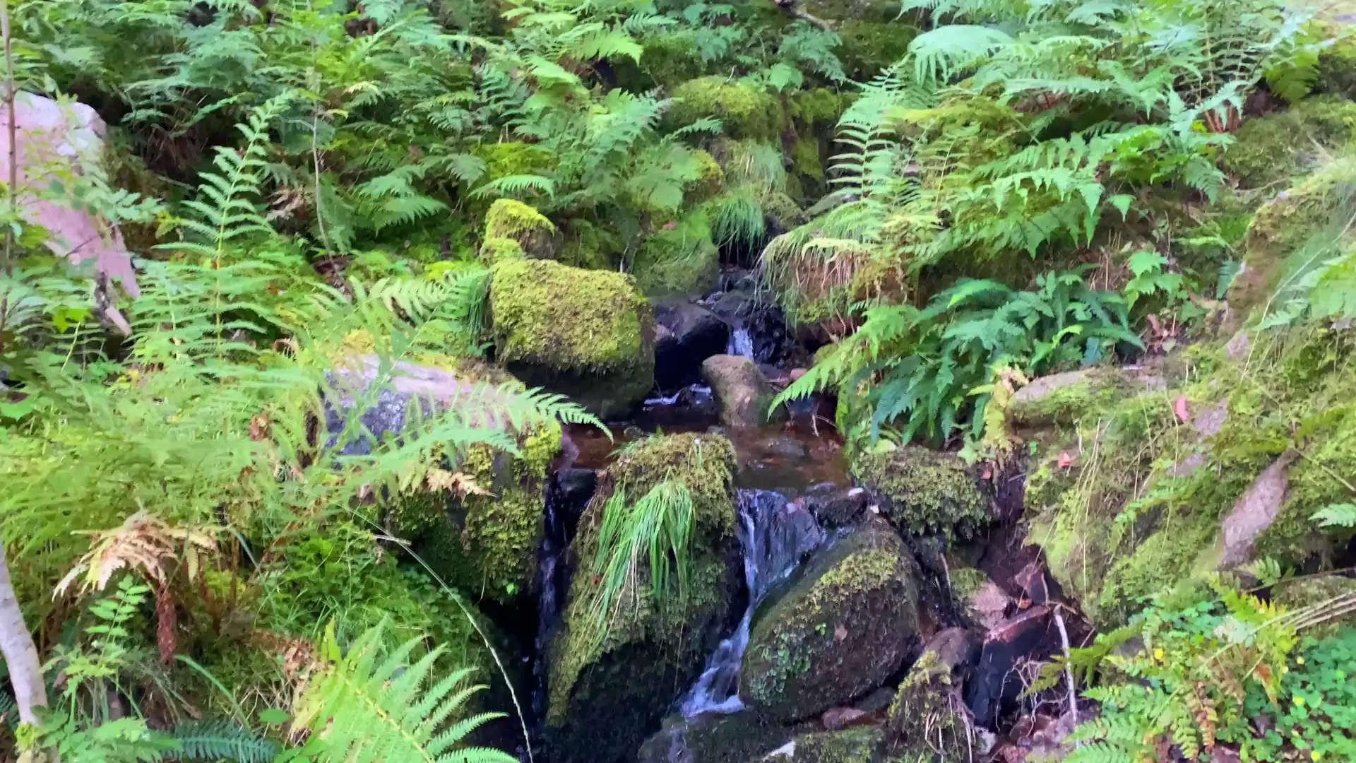 A tiny stream tumbling through the forest. Eskdale, Lake District, UK. 🌳😊🌳 | Scrolller
