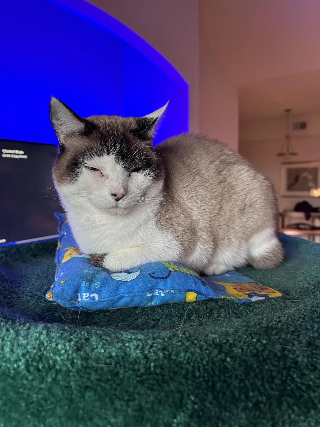 Stormy loafing on his Pete the Cat pillow | Scrolller