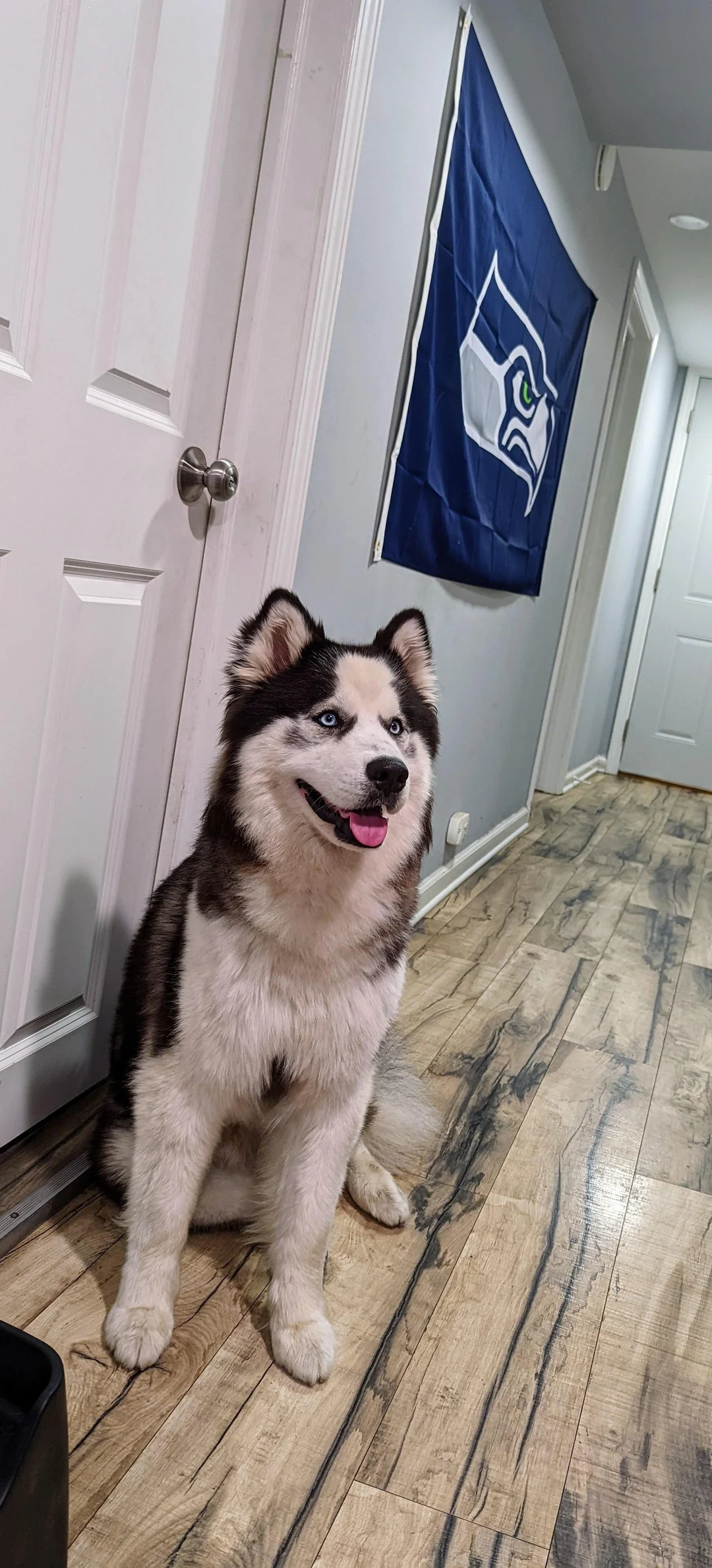 favorite team & a husky = ️ | Scrolller