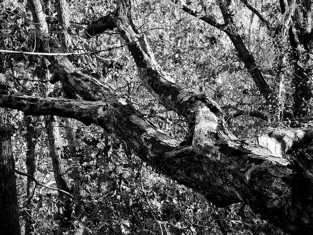 Fallen Tree Leaning Against a Smaller Tree in the Woods | Scrolller