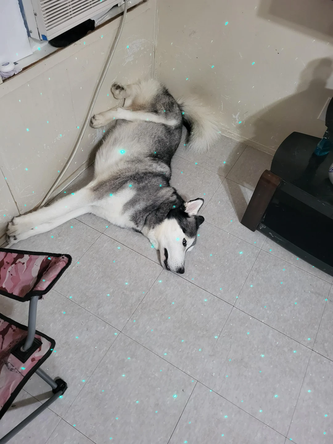 Bruno 4 yrs old | Scrolller