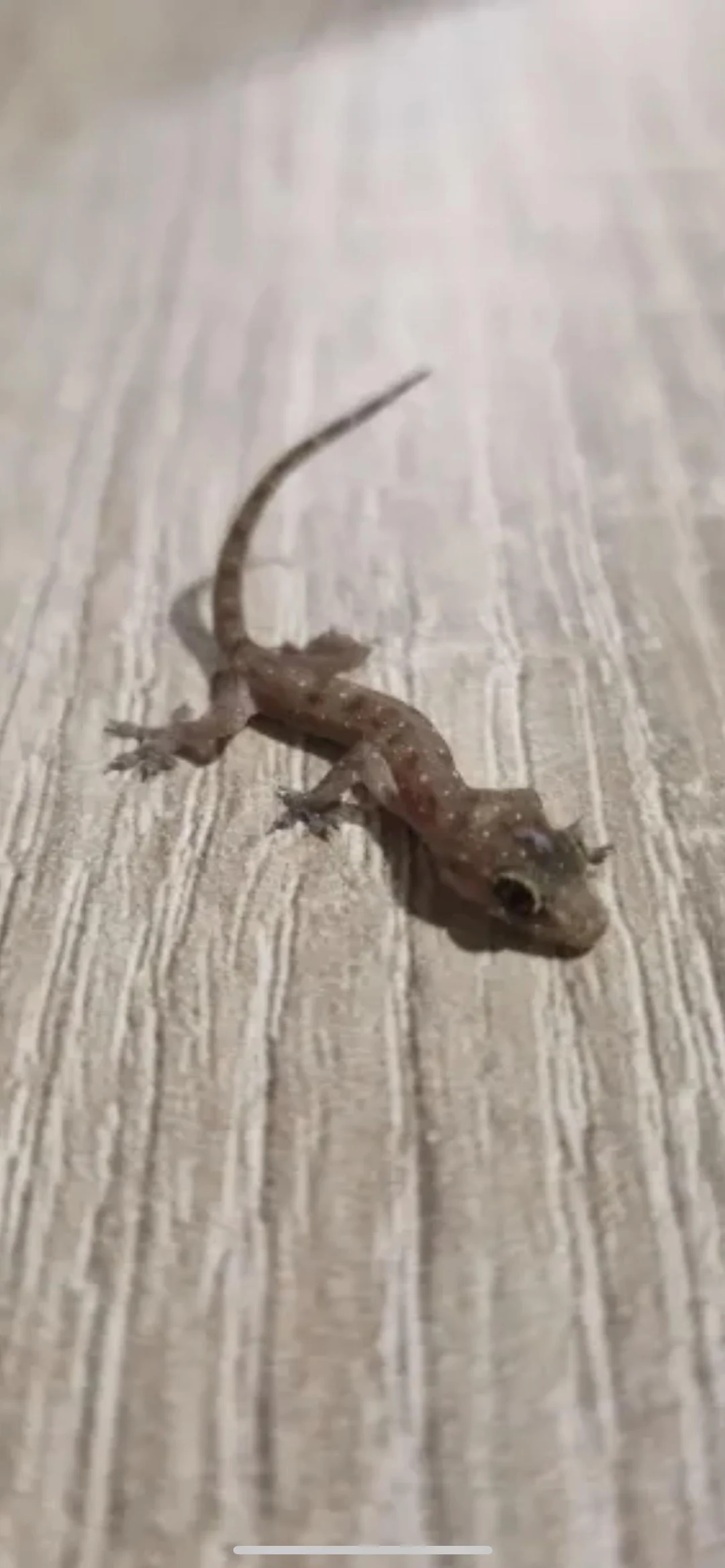 Mystery gecko | Scrolller