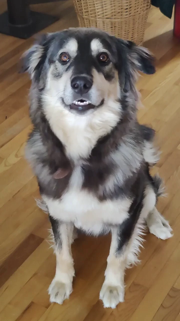 Which breeds is my dog a mix of? | Scrolller