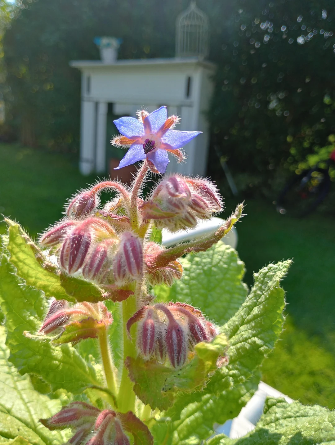 One popped open today | Scrolller