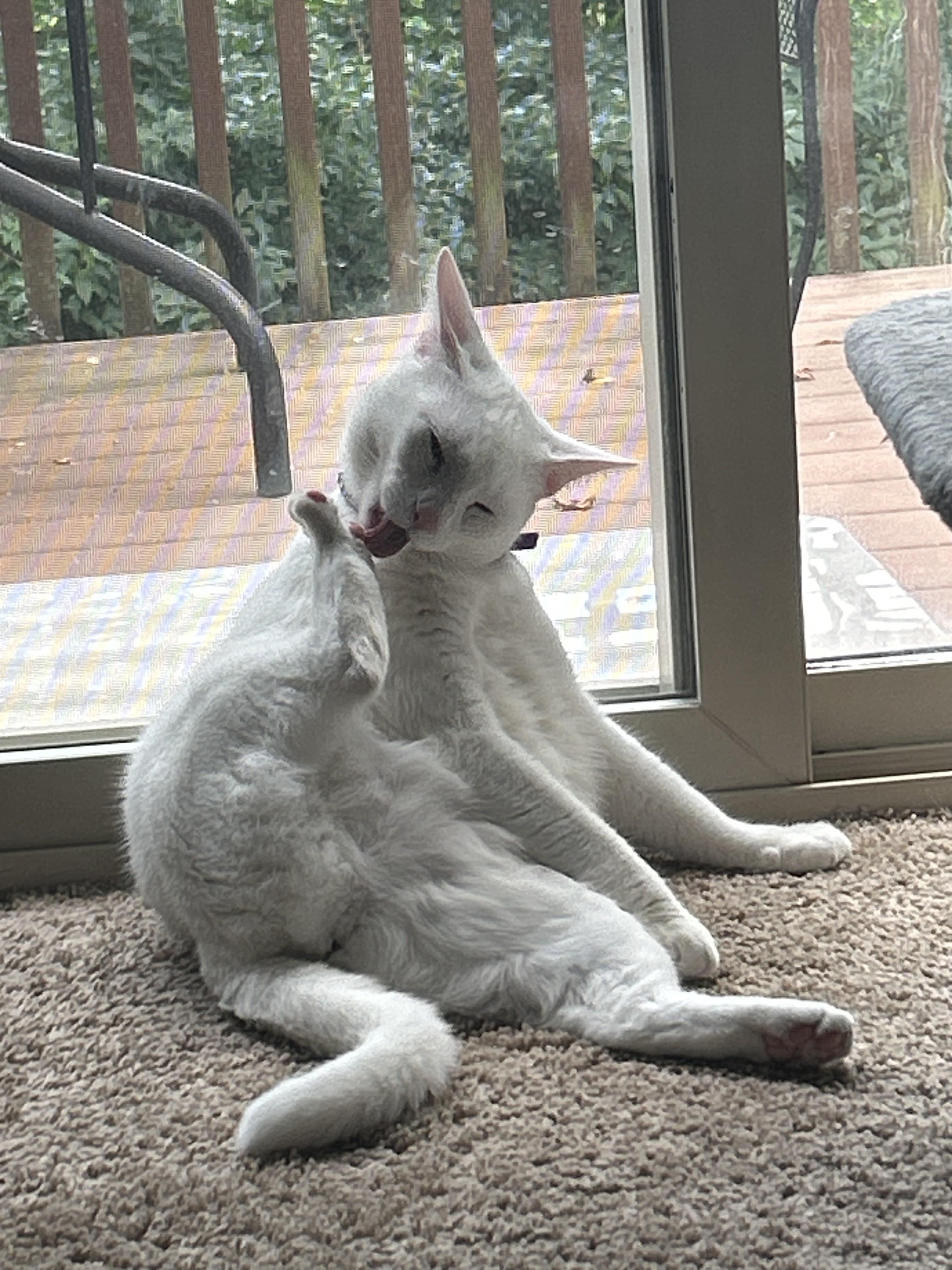 Pretty kitty | Scrolller